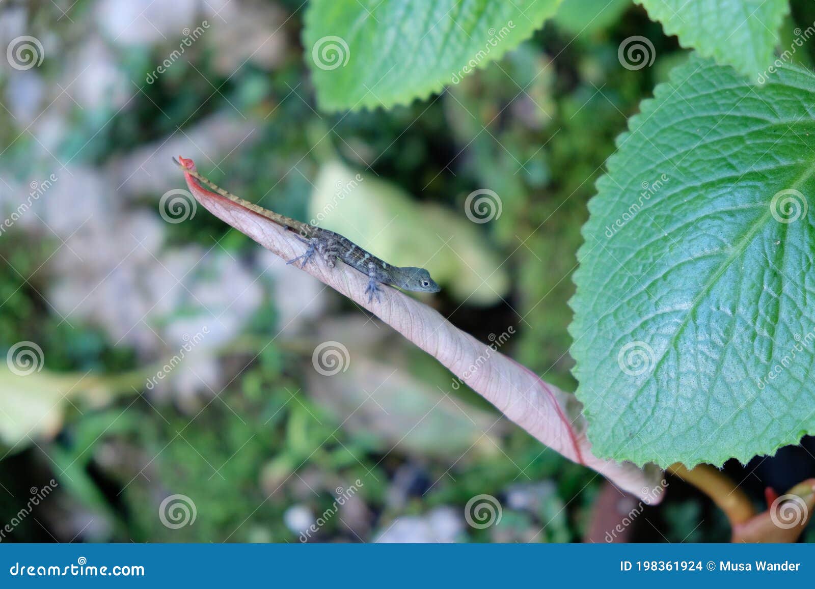 Closeup of a Gecko Sitting on a Leave in the Forrest in Nature Stock ...