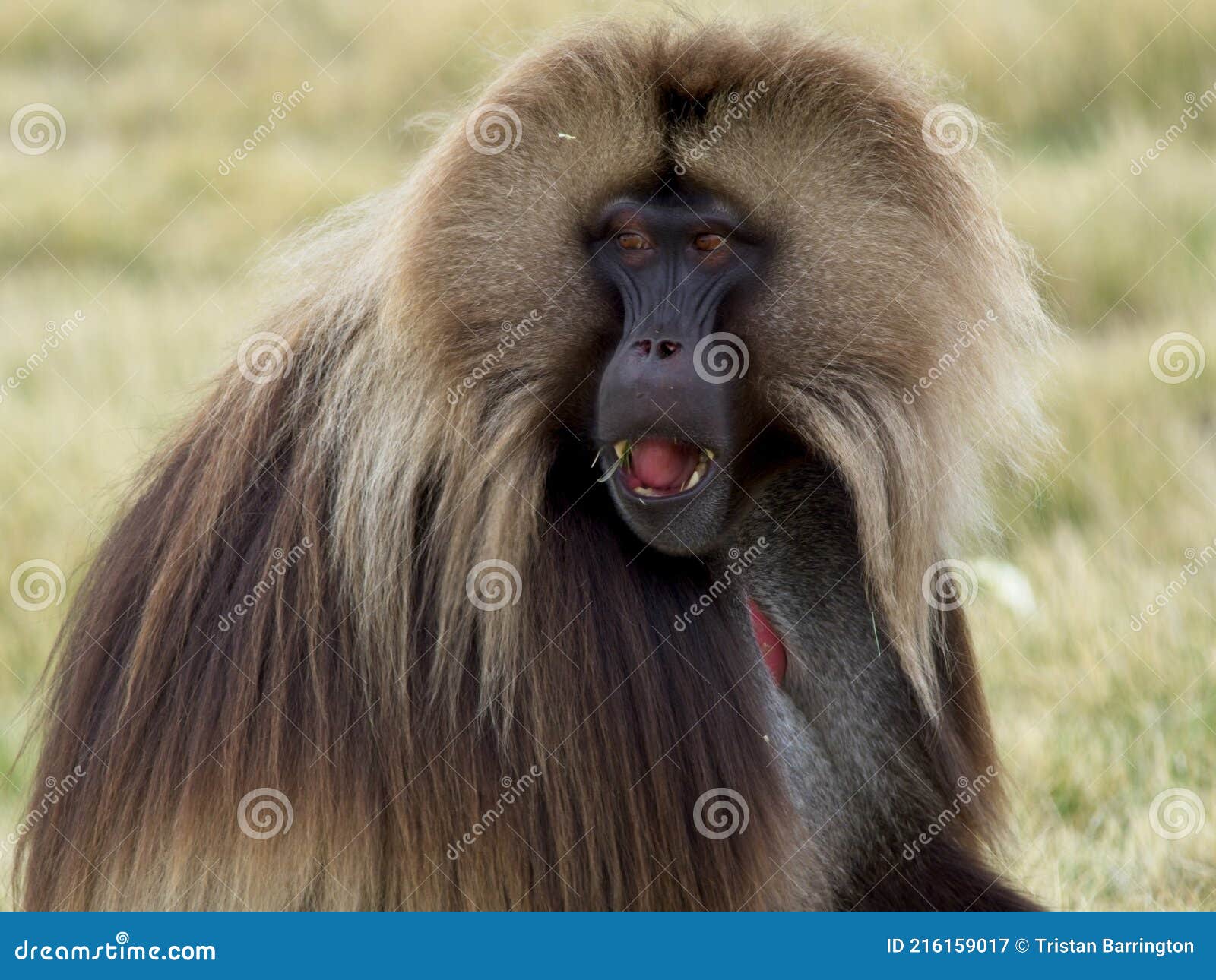 Closeup of Gelada Monkey Theropithecus Gelada Eating Grass Semien ...