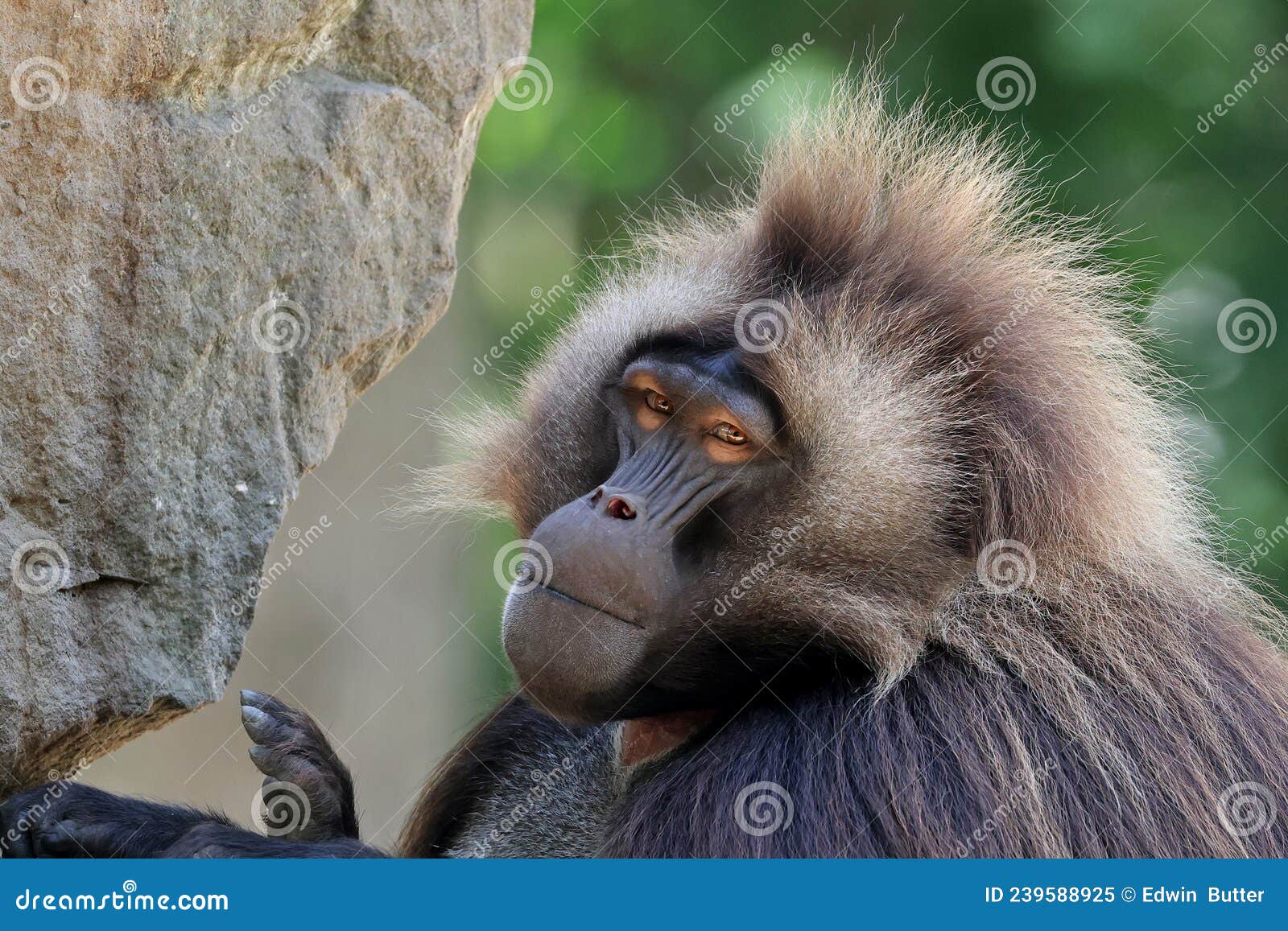 Closeup of Gelada Monkey Theropithecus Gelada Stock Image - Image of ...