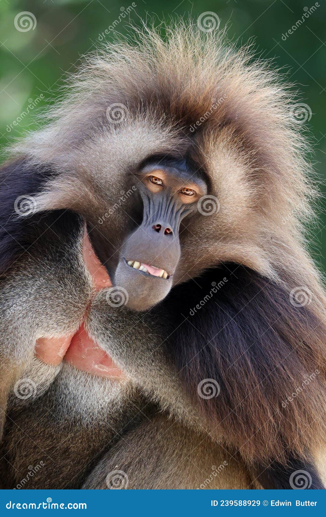 Closeup of Gelada Monkey Theropithecus Gelada Stock Image - Image of ...
