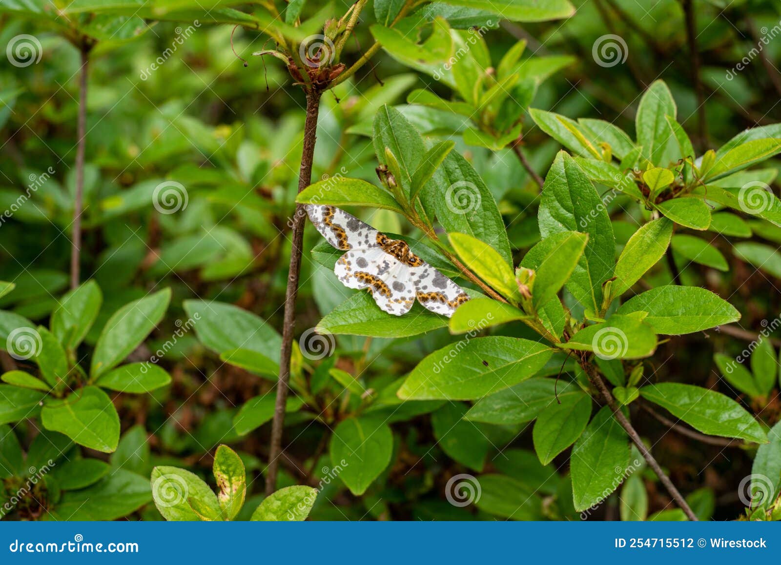 Closeup of a Geometer Moth on a Green Plant Stock Illustration ...
