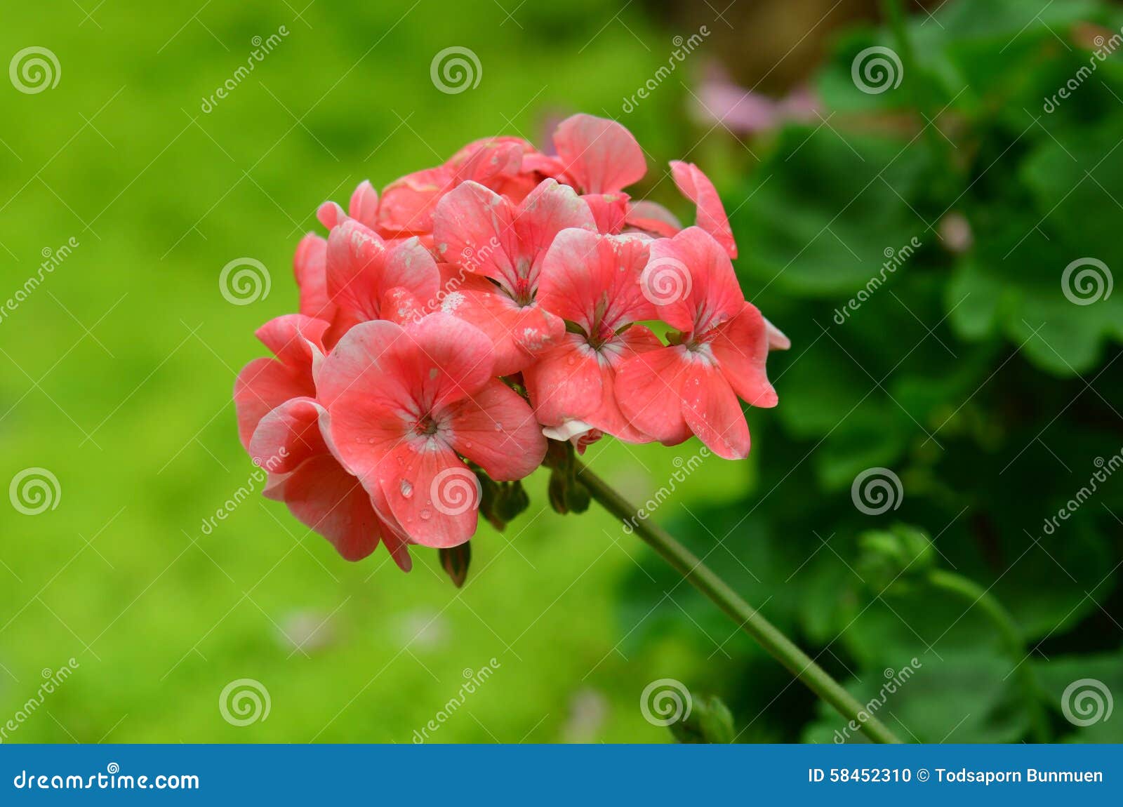 Closeup Geraniums with Soft Background Stock Photo - Image of bill ...