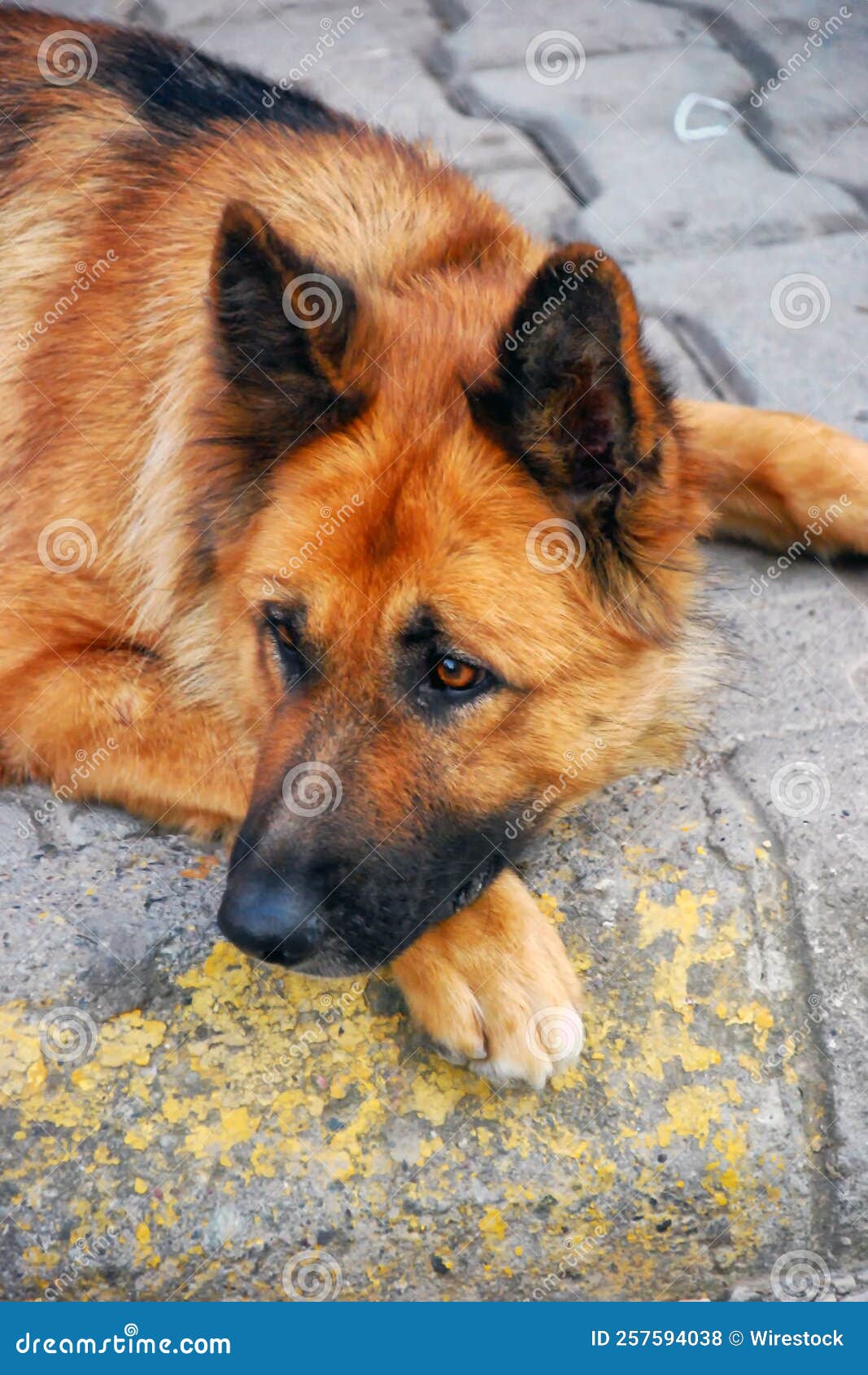 Closeup of German Shepherd Lying on Ground Stock Photo - Image of ...