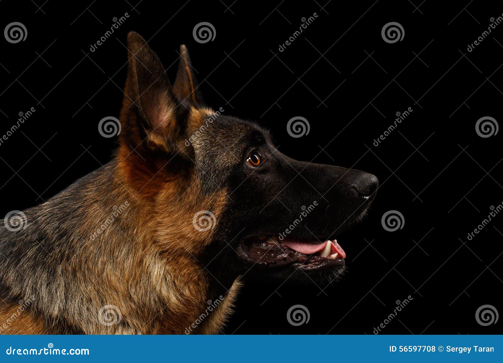 Closeup German Shepherd in Profile on Black Stock Photo - Image of ...