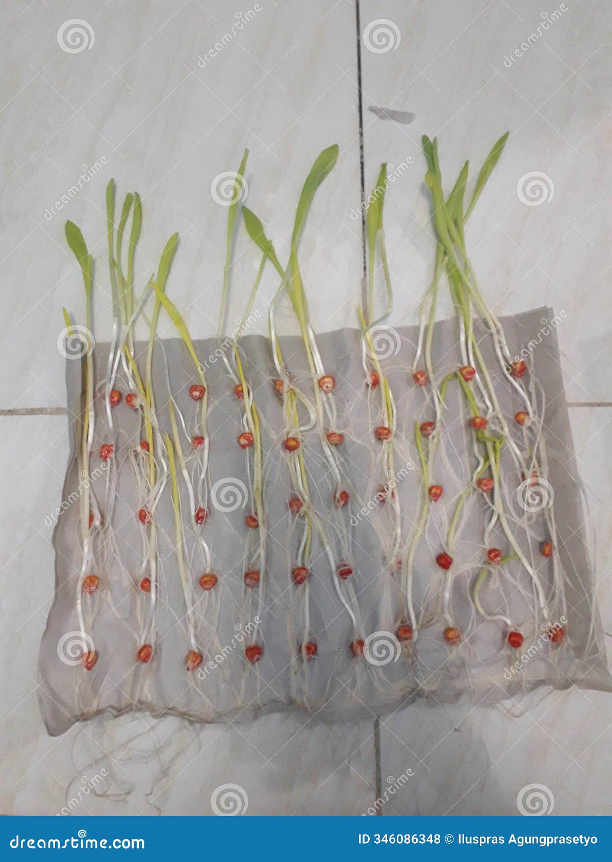 Closeup of Germinating Corn Seeds with Wet Paper Stock Photo - Image of ...