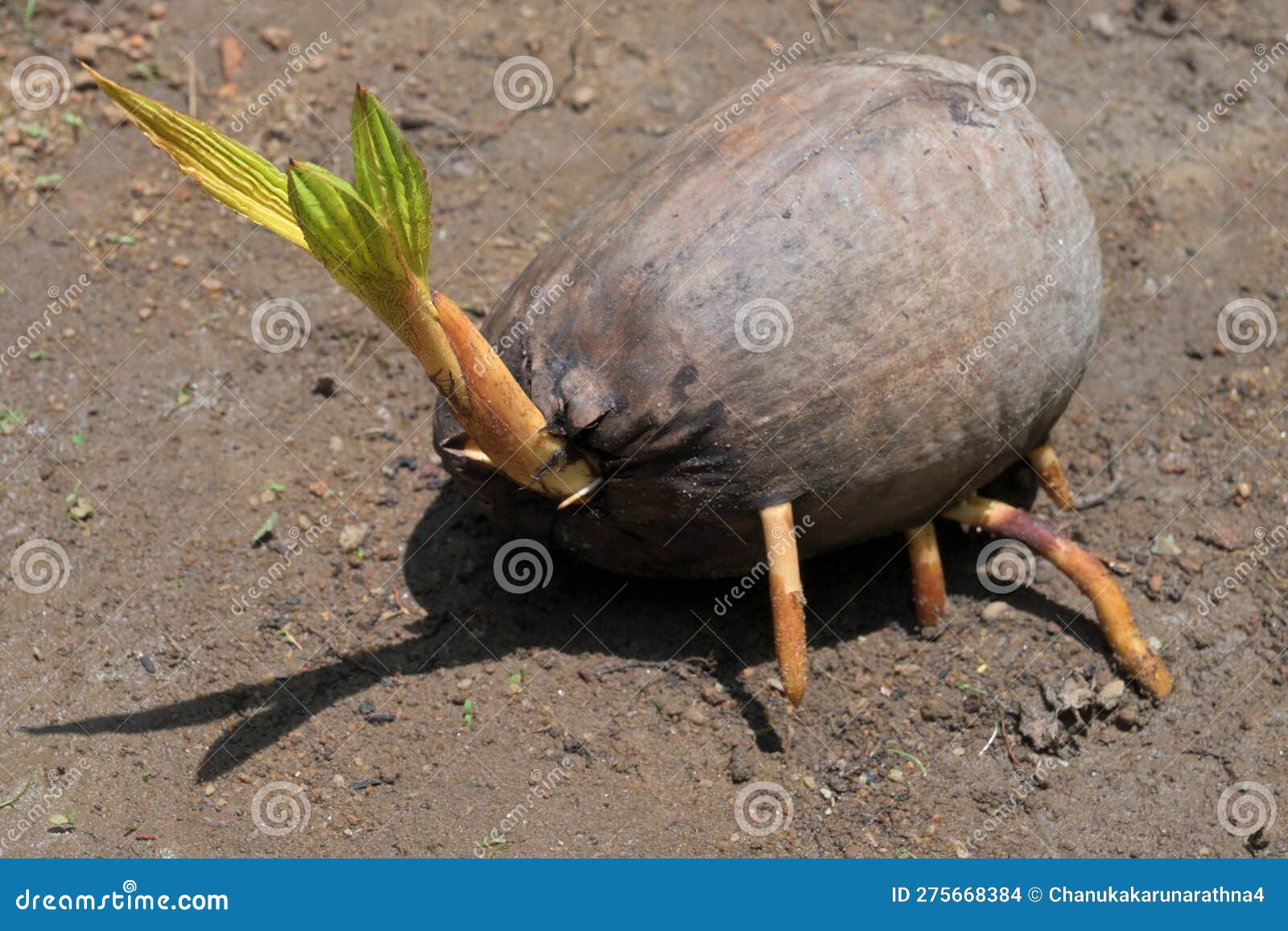 Closeup of a Germinating King Coconut with Growing First Leaf and ...