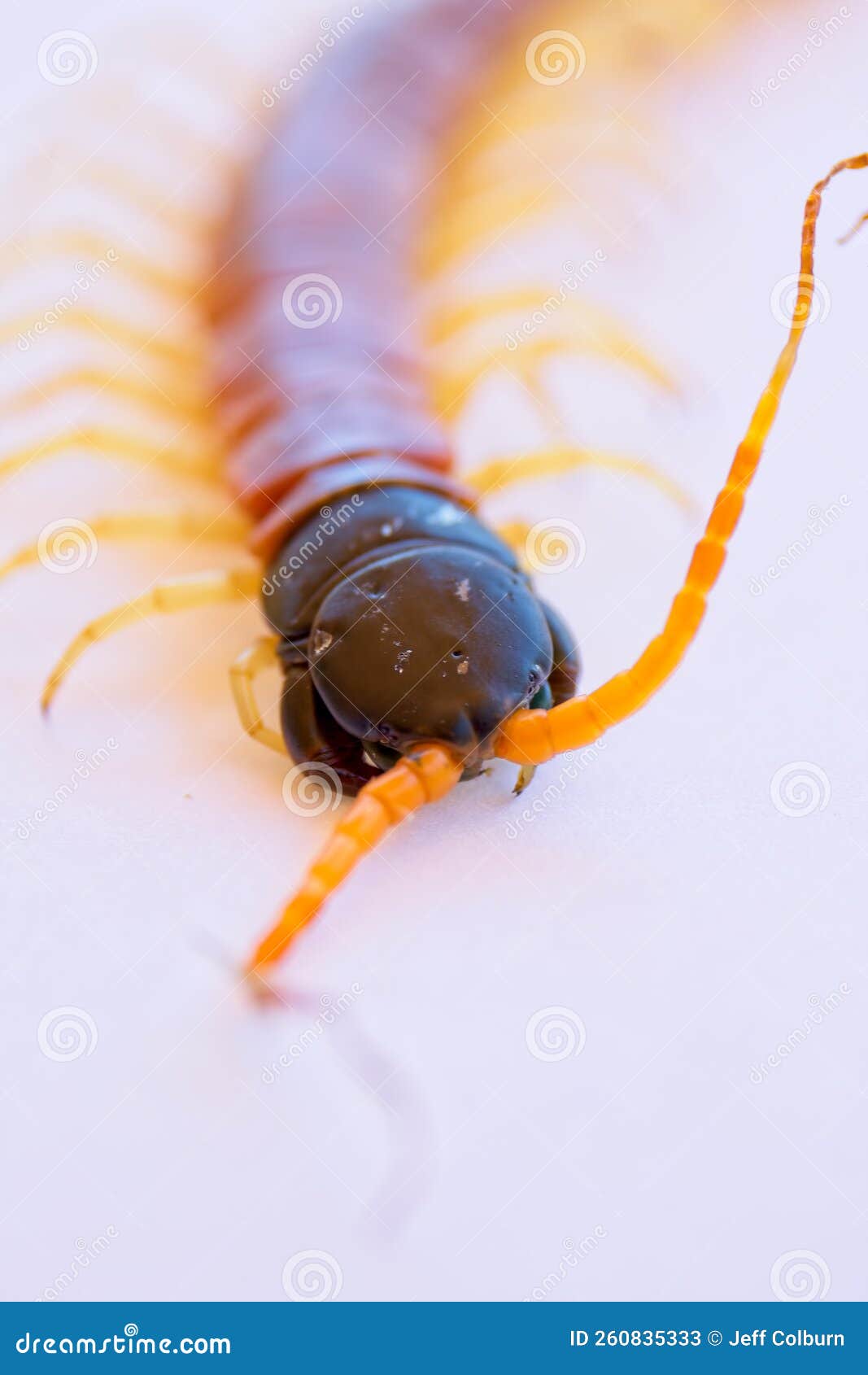 Giant Desert Centipede Bite