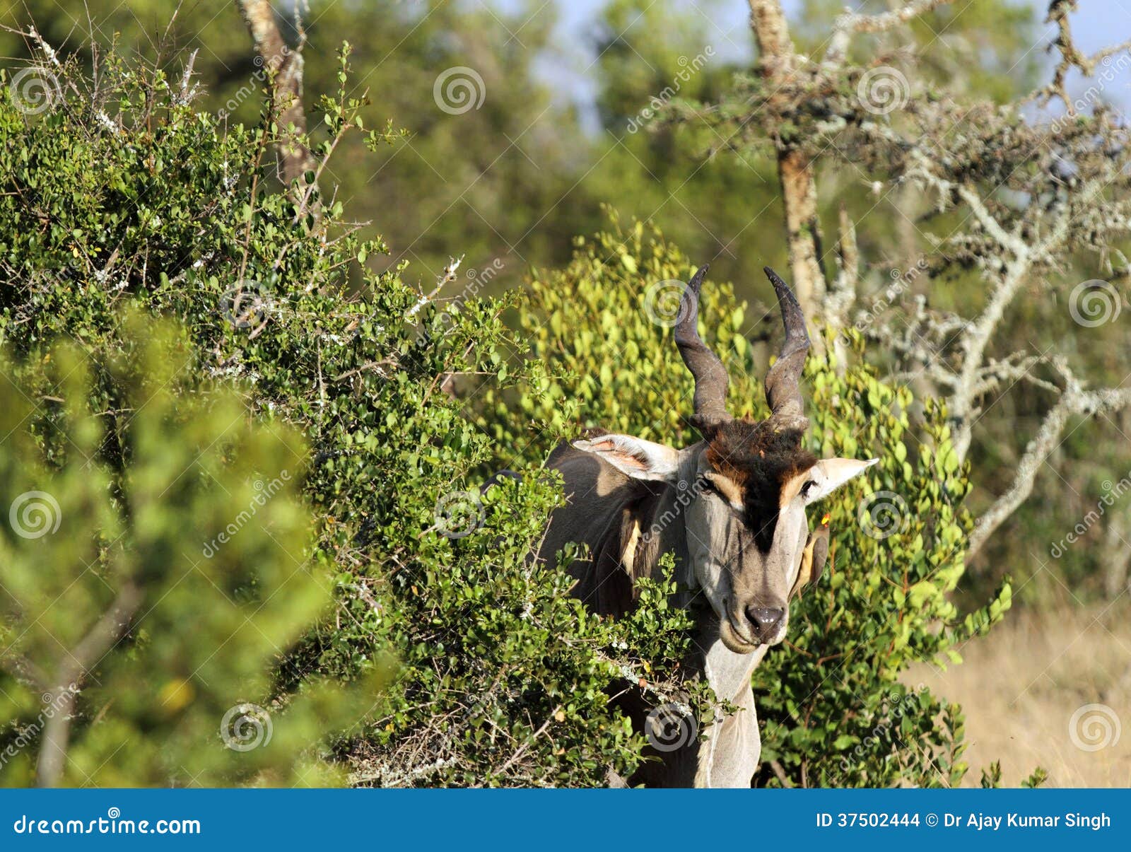 Closeup of a Giant Eland Antelope Stock Photo - Image of herbivore ...