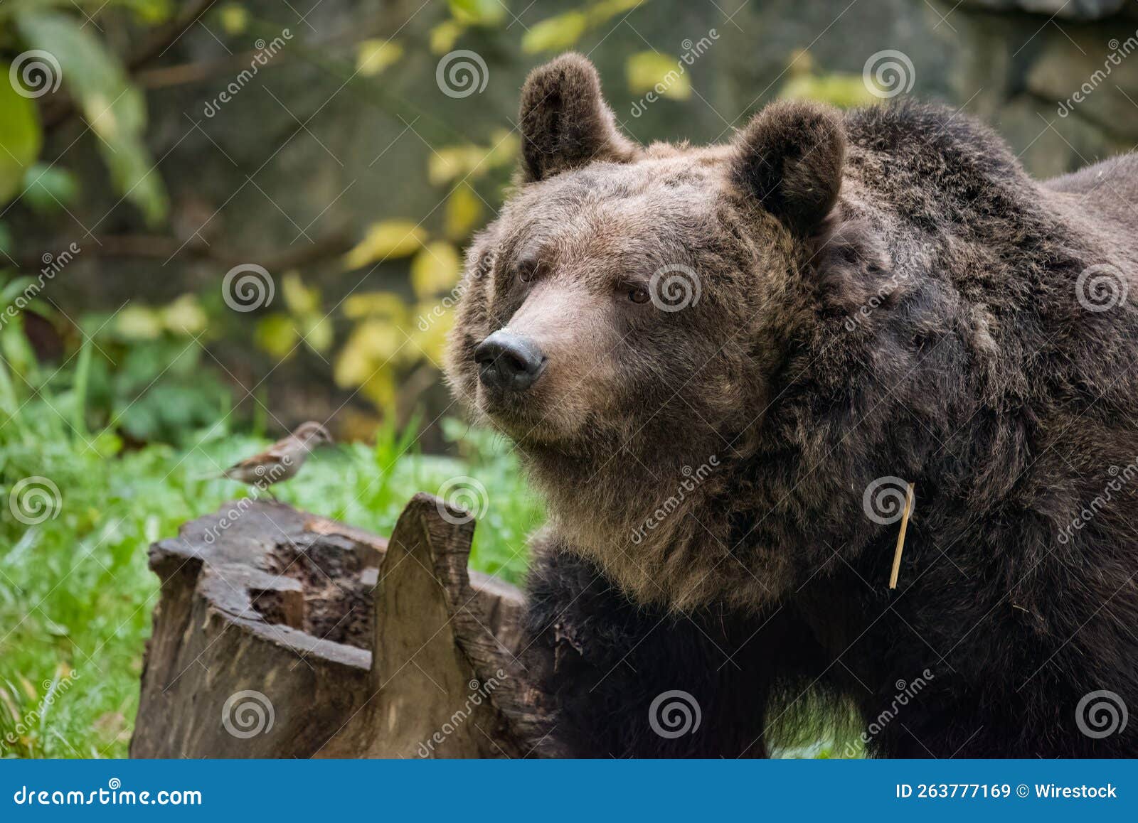 Closeup of a Giant Fluffy Grizzly Bear Looking at a Tiny Sparrow with a ...