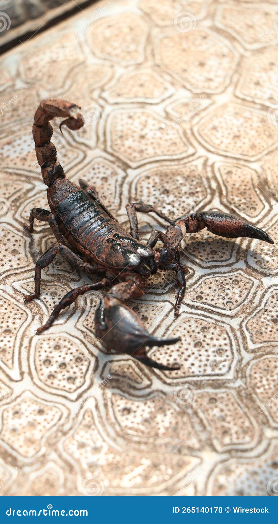 Closeup of Giant Forest Scorpion Walking on Stone Floor Stock Photo ...