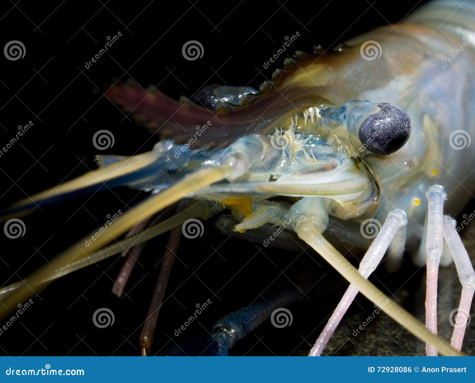 Closeup Of Raw Giant Freshwater Prawn Macrobrachium Rosenbergii Royalty ...