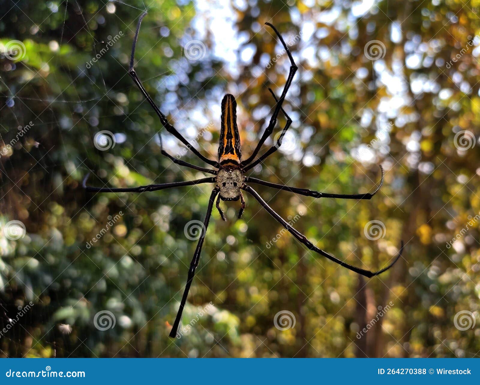 Closeup of a Giant Golden Orbweaver on a Spider Web Stock Photo - Image ...