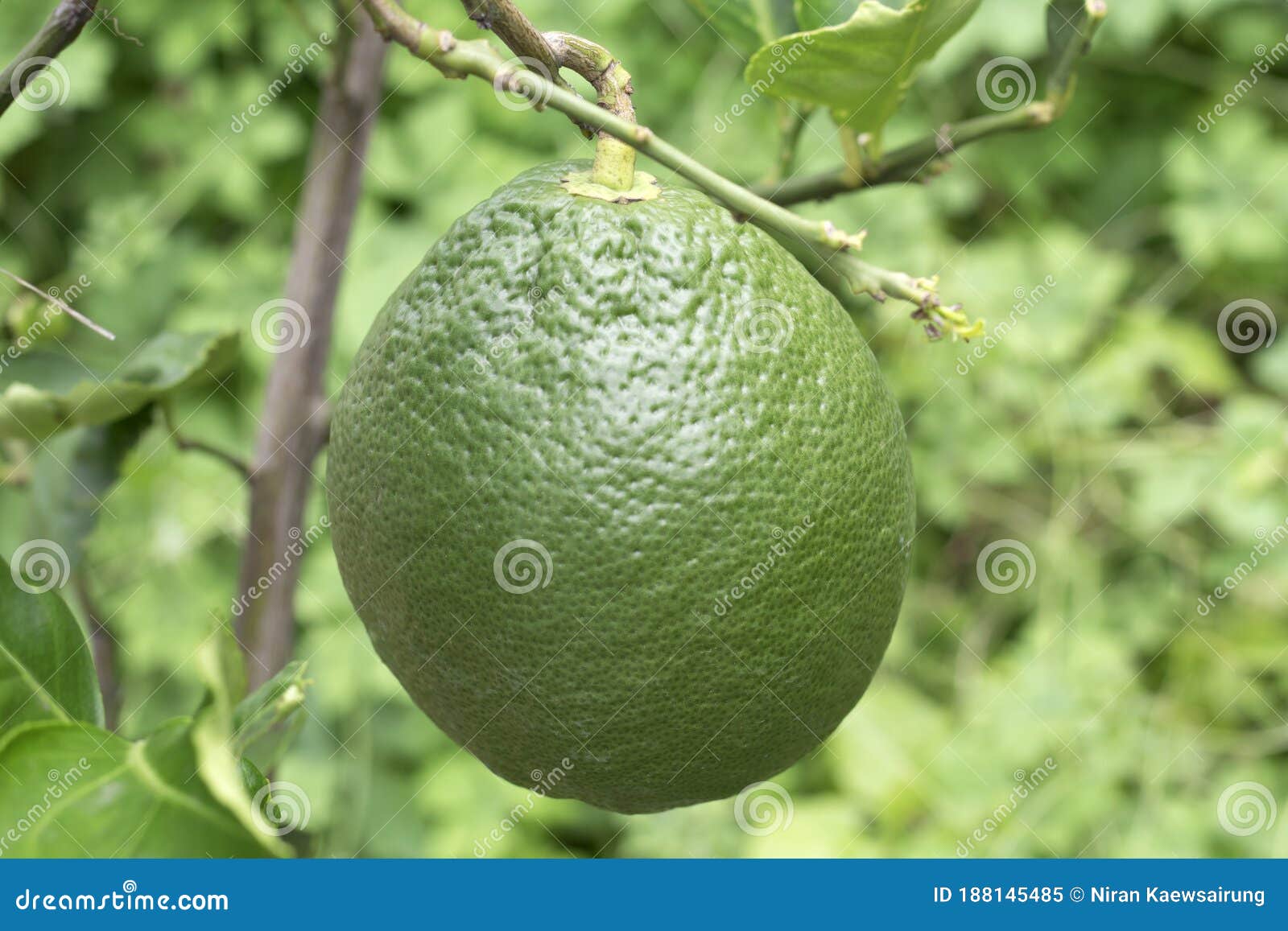 Closeup Of A Giant Male Tortoise In Santa Cruz Stock Photo ...