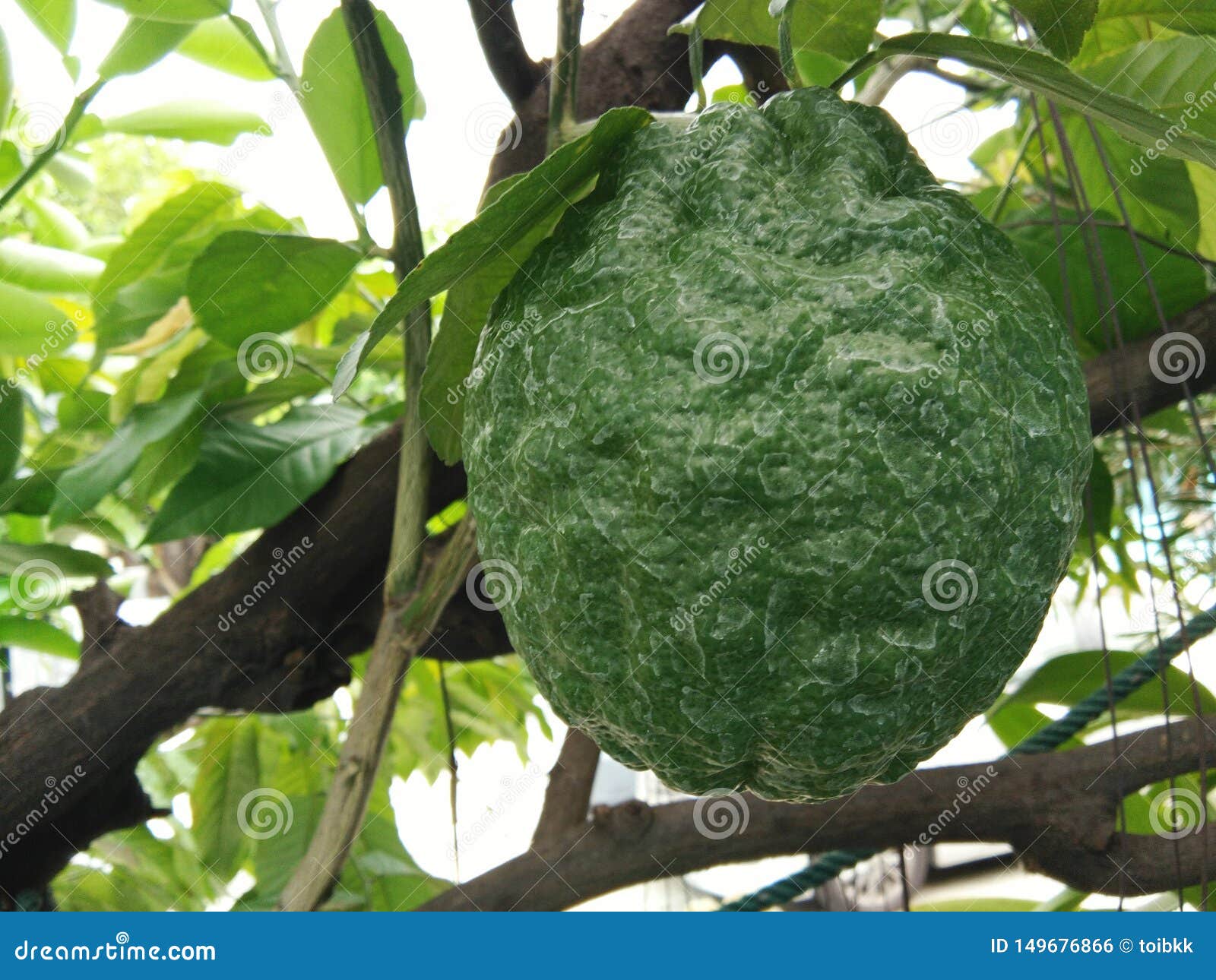Closeup Giant Lemon fruit stock photo. Image of asia - 149676866