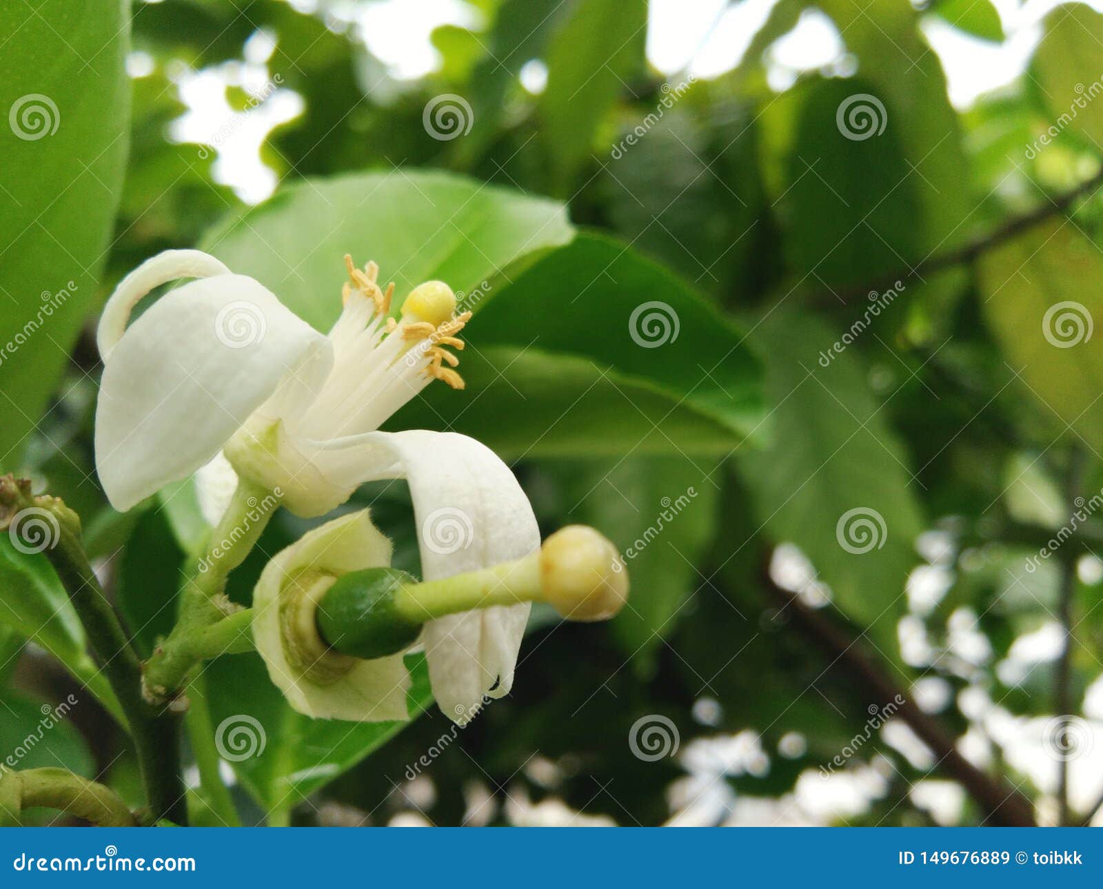 Closeup Of A Giant Male Tortoise In Santa Cruz Stock Photo ...