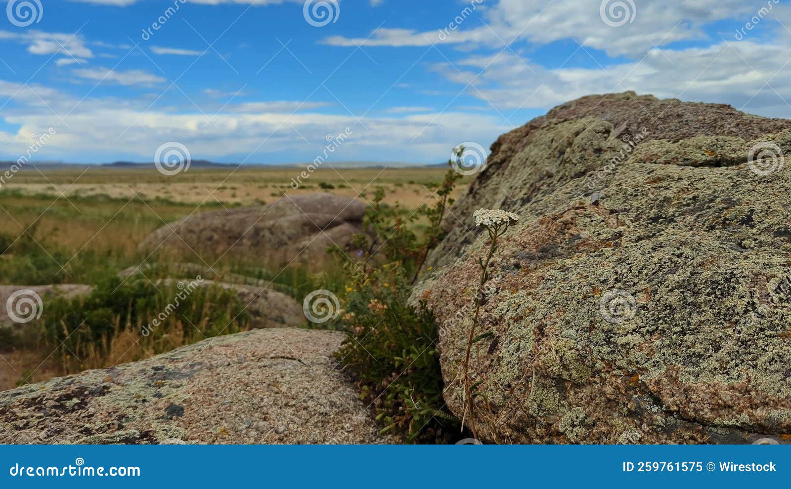Closeup of Giant Rocks in a Field on a Windy Day Stock Video - Video of ...