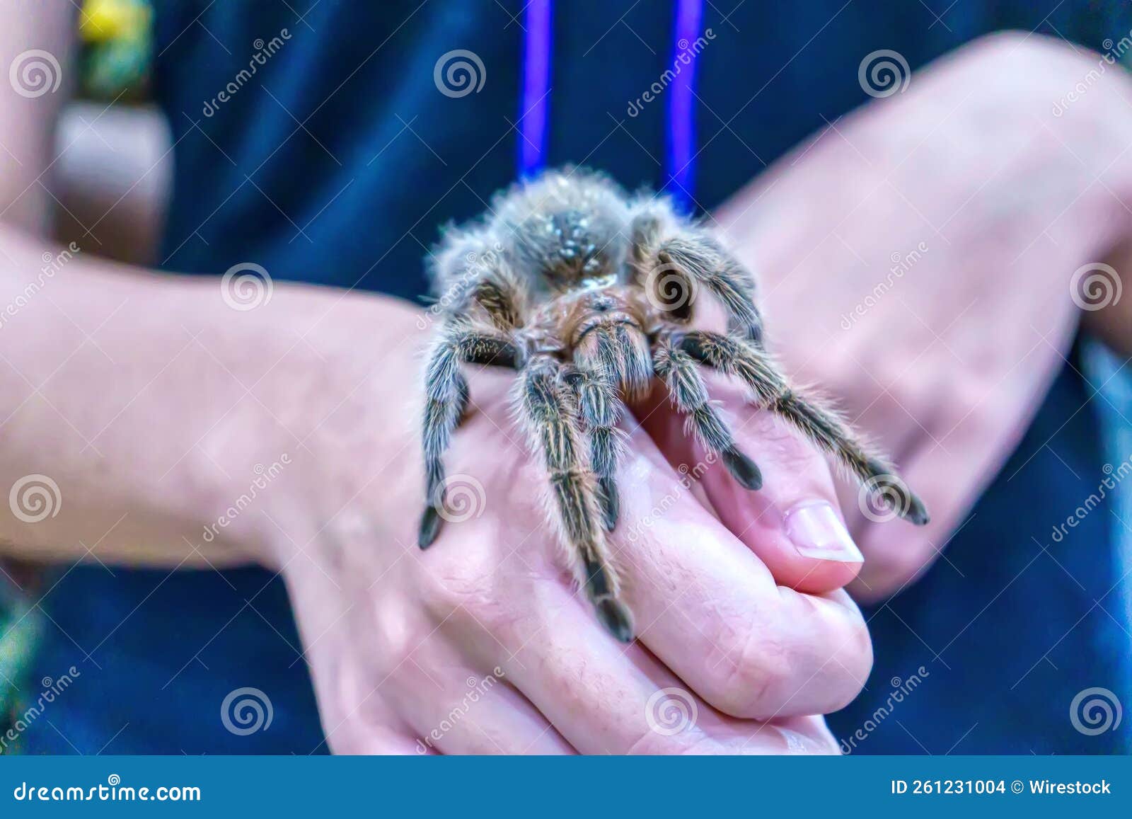 Closeup of a Giant Spider on Hand Stock Photo - Image of bite, widow ...
