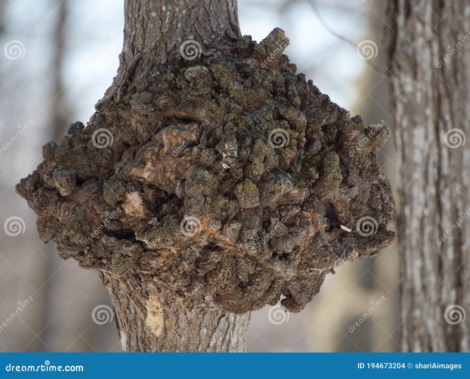 Closeup of a Giant Tree Burl or Burr Stock Photo - Image of closeup ...