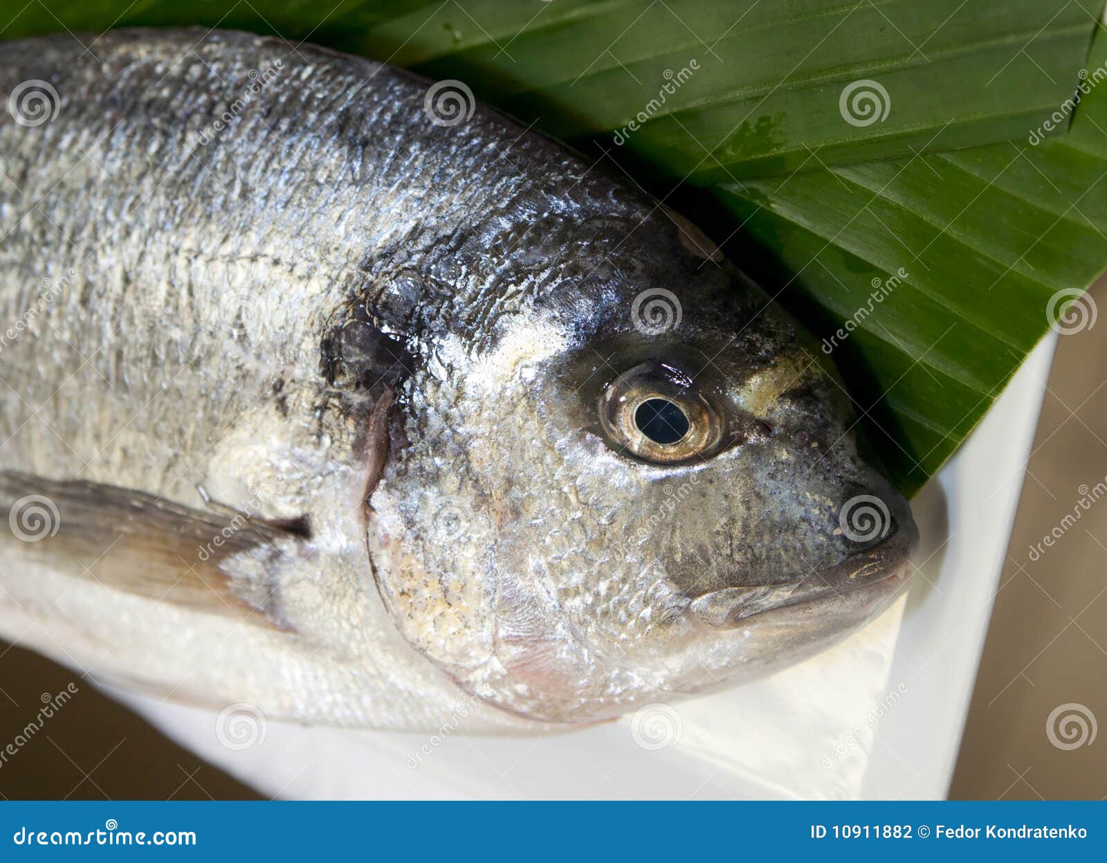 Closeup of gilthead bream stock photo. Image of cuisine - 10911882