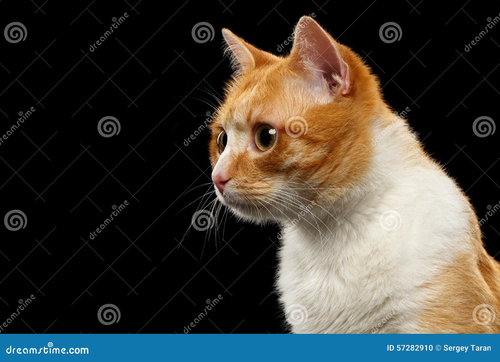 Closeup Ginger Cat In Profile View On Black Stock Photo - Image of ...