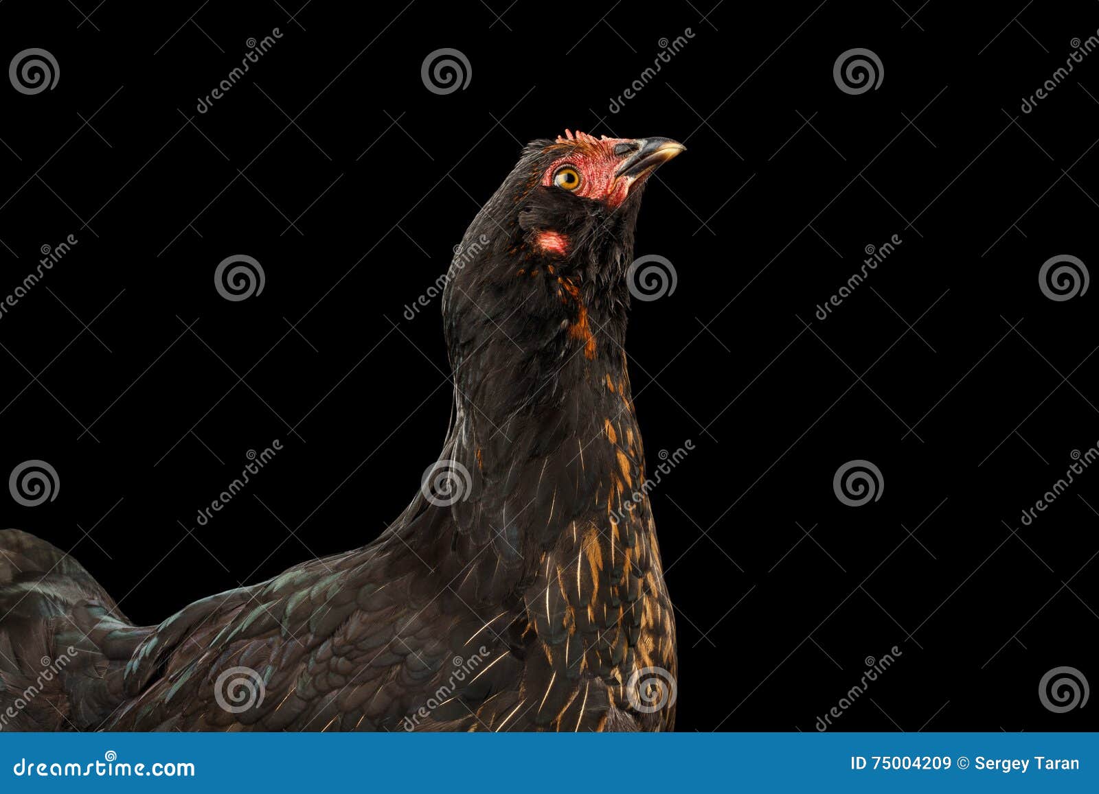 Closeup Ginger Chicken Isolated on Black Background in Profile View ...