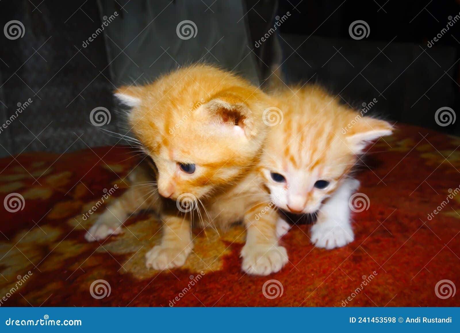 Closeup of Ginger Kitten. Two Cute Ginger Kittens Stock Photo - Image ...