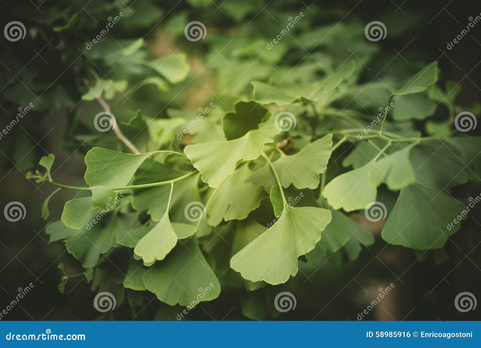 Closeup of Gingko Biloba Leaves Stock Photo - Image of herbal, gingko ...