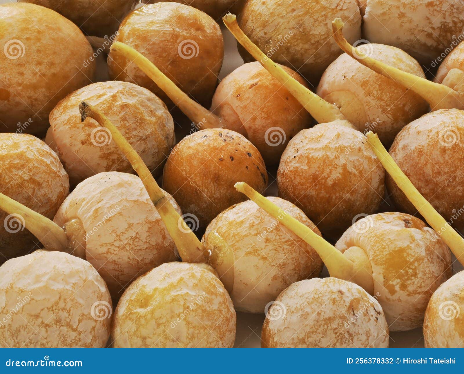 Closeup of Gingko Nuts in Autumn Stock Photo - Image of food, closeup ...
