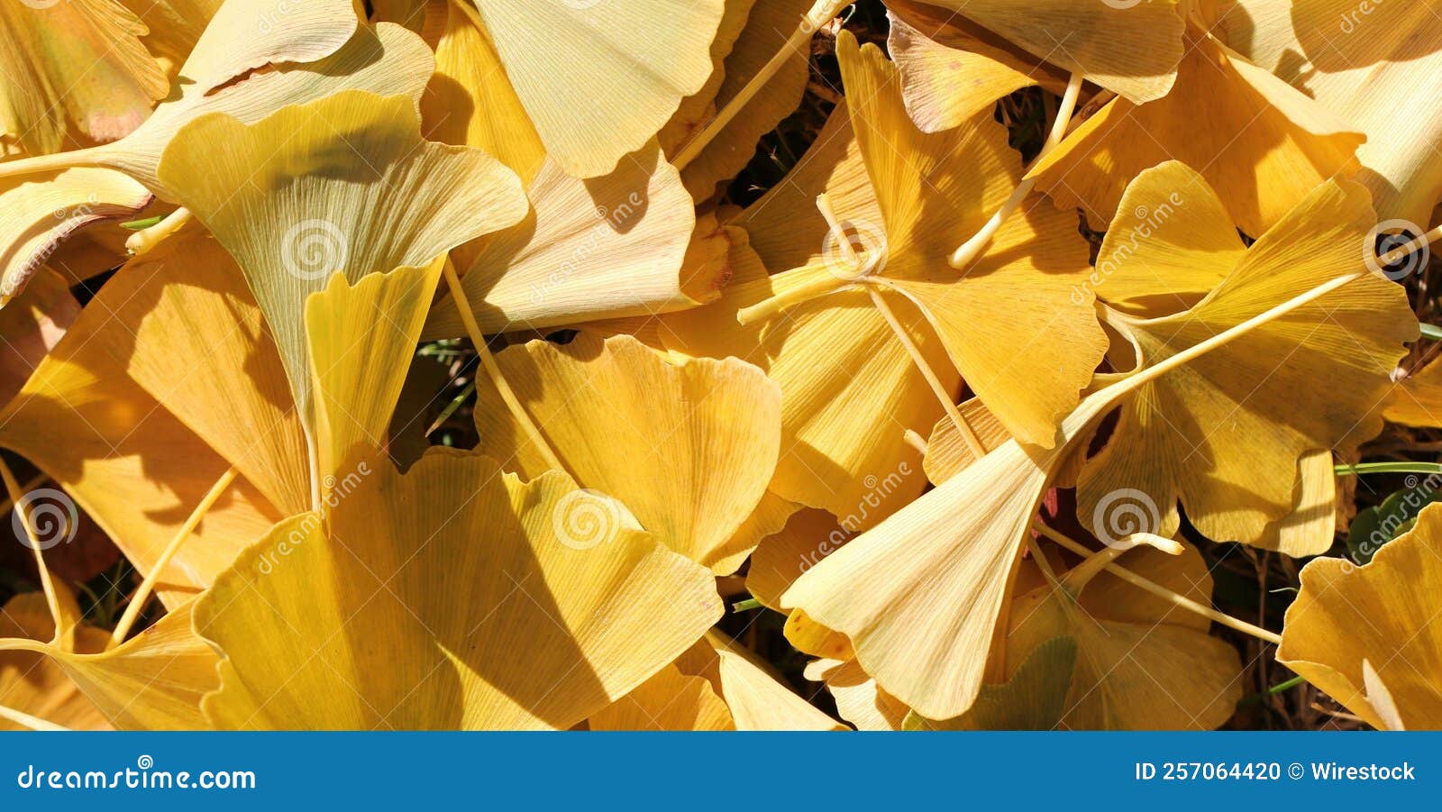 Closeup of ginkgo plants stock photo. Image of leaves - 257064420