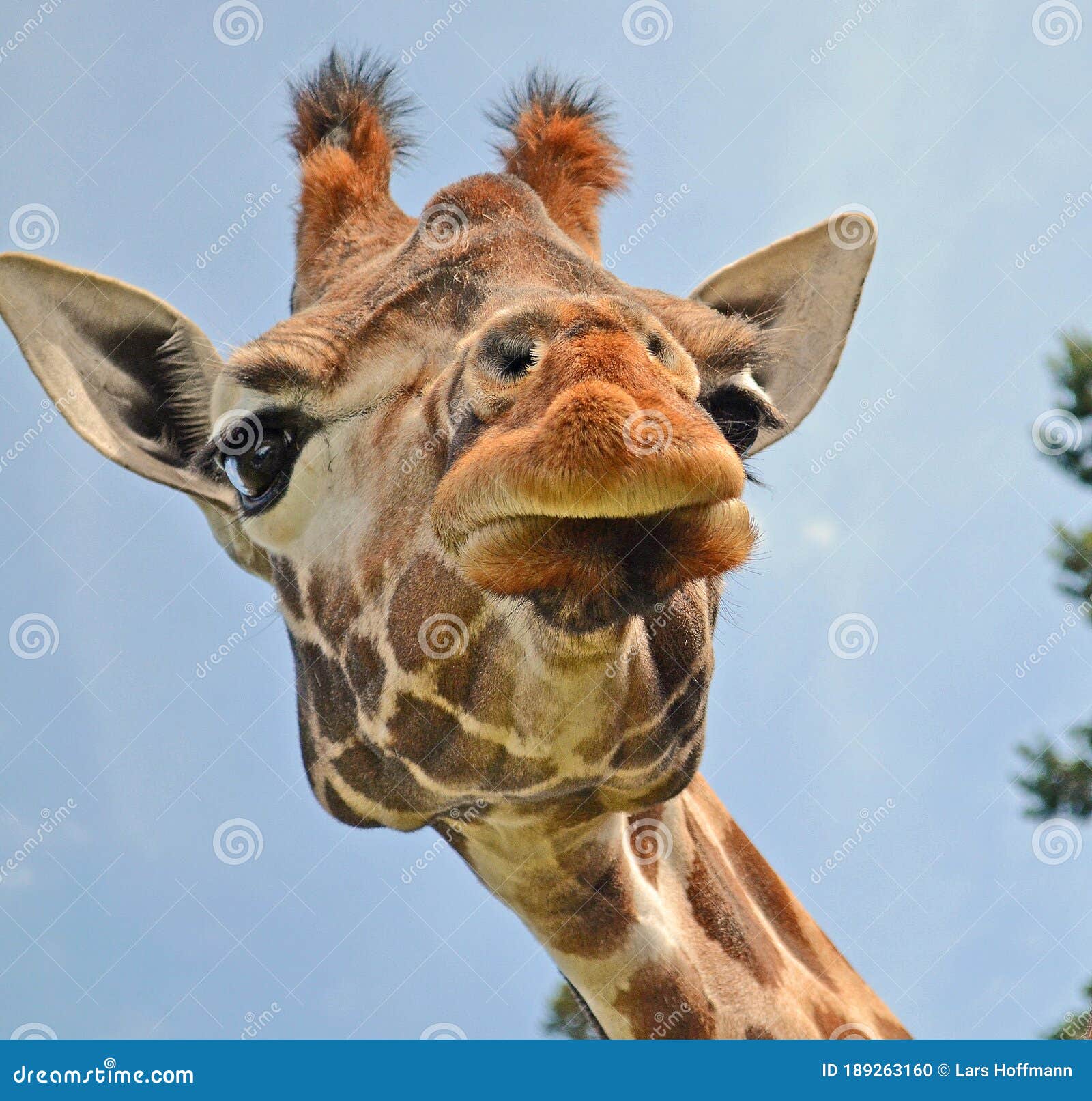 Closeup of a Giraffe with a Quizzical Look Stock Photo - Image of ...