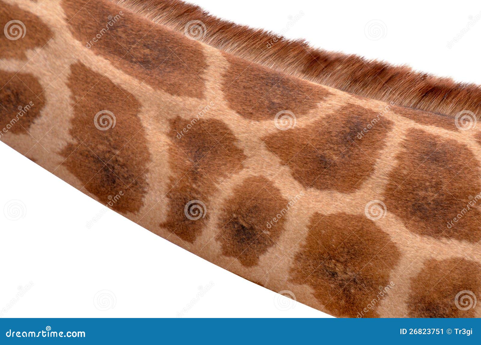 Closeup on Giraffe S Neck Isolated on White Stock Image - Image of ...