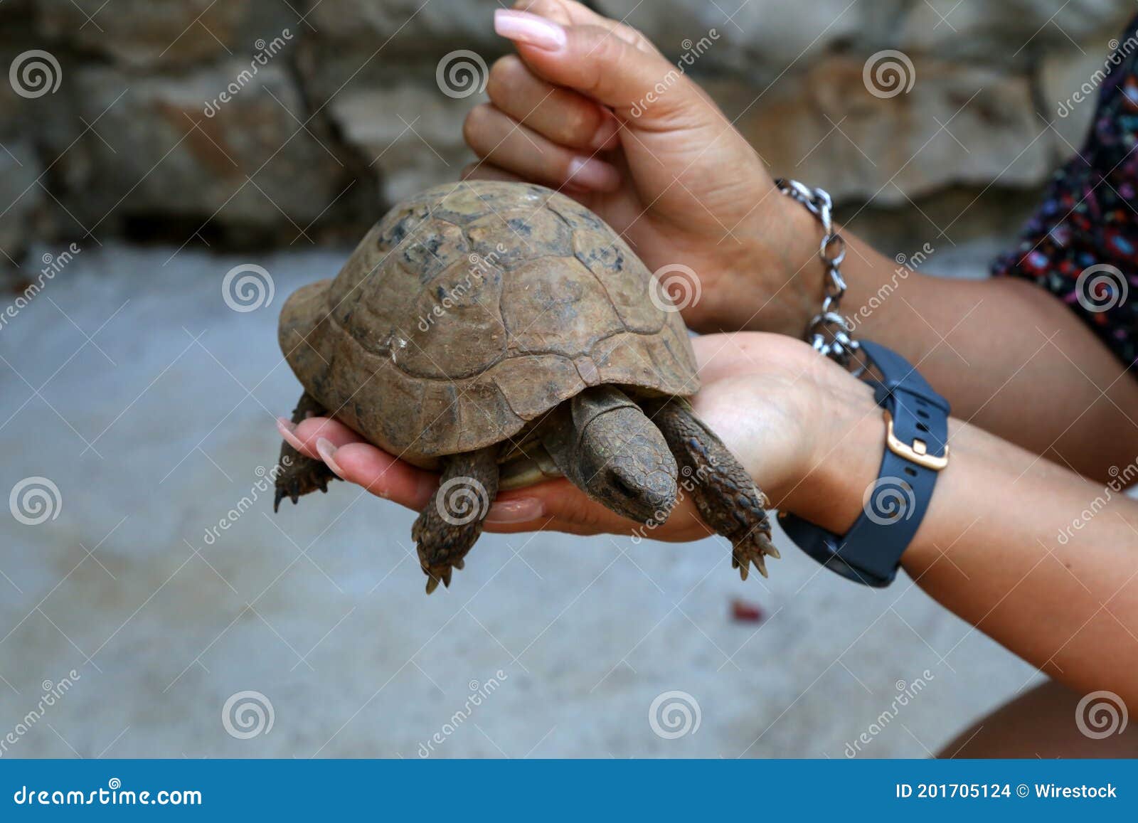 Closeup of a Girl Holding a Turtle in Her Hands Stock Photo - Image of ...