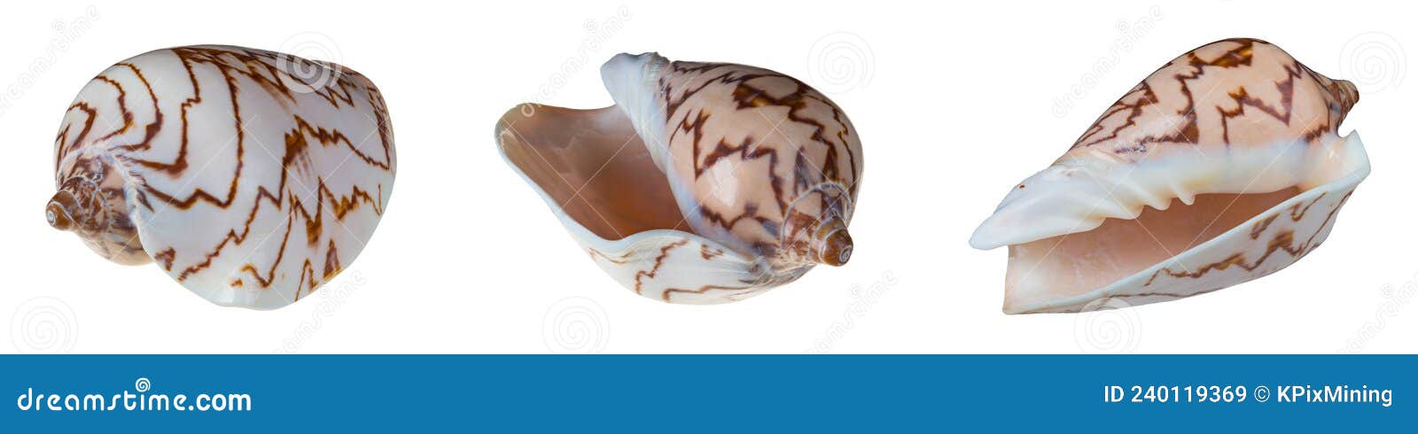 Thick Shell of Noble Volute Sea Snail Isolated on a White Background ...