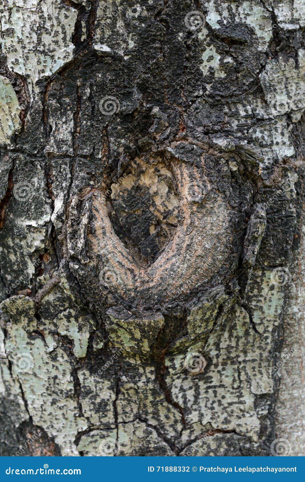 Pudenda Stock Photos - Free & Royalty-Free Stock Photos from Dreamstime