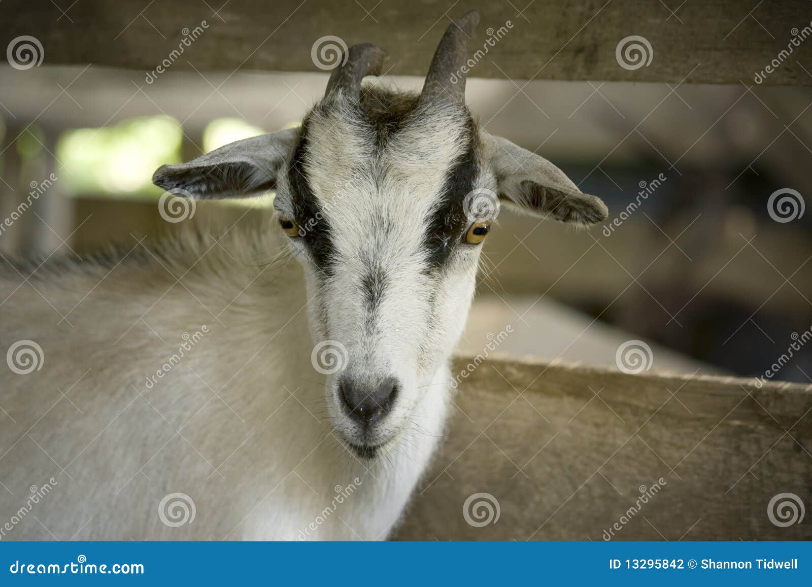 Closeup of goat stock photo. Image of horn, golden, mammal - 13295842