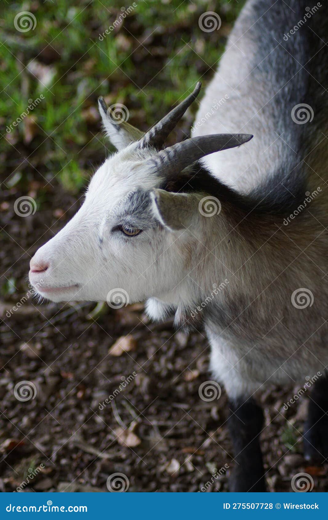Closeup of Goat in the Garden Stock Photo - Image of grass, animal ...