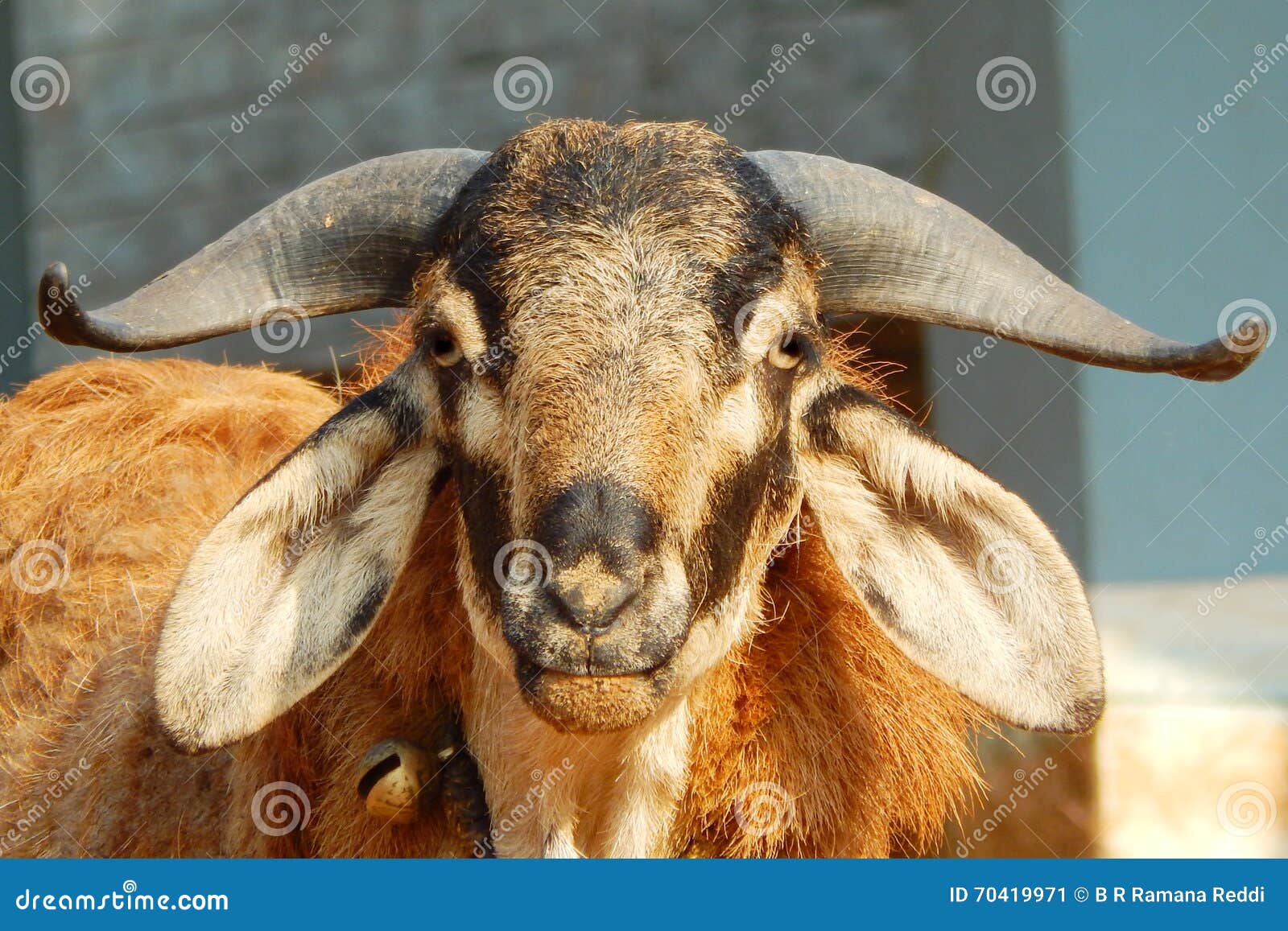 Closeup of Goat head stock image. Image of looking, farm - 70419971