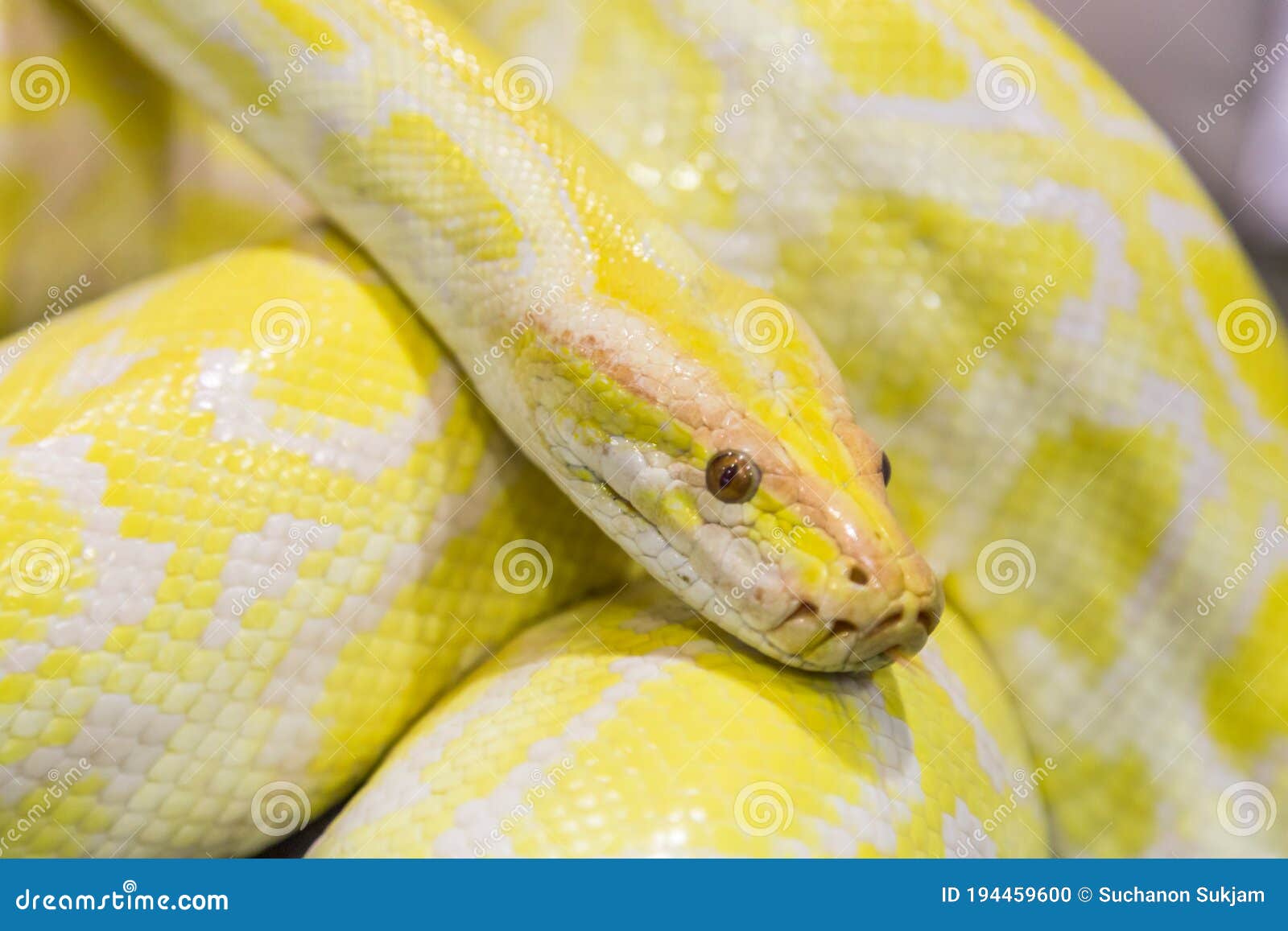 Closeup Gold Python,Reticulated Python Stock Photo - Image of molurus ...