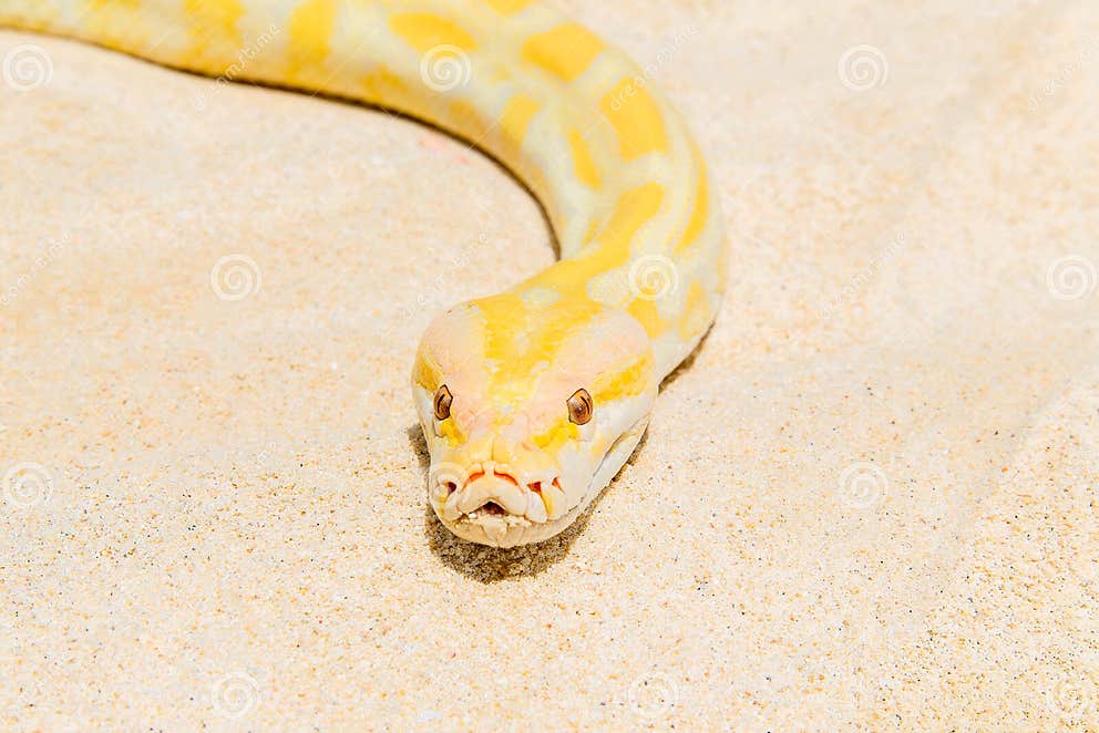 Closeup Gold Python on the Sandy Tropical Beach ,Reticulated Python (Python Reticulatus) Stock ...