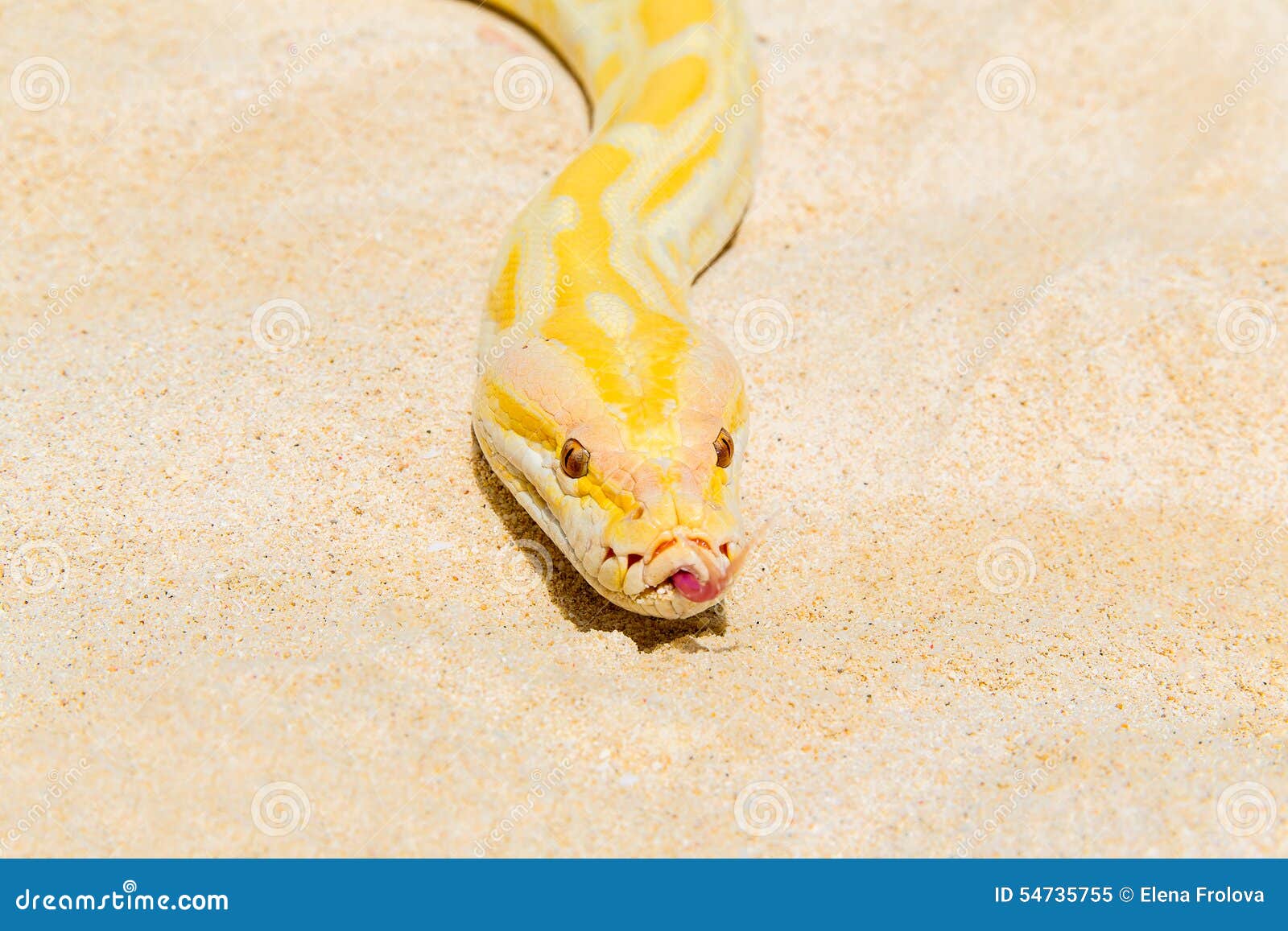 Closeup Gold Python on the Sandy Tropical Beach ,Reticulated Python ...