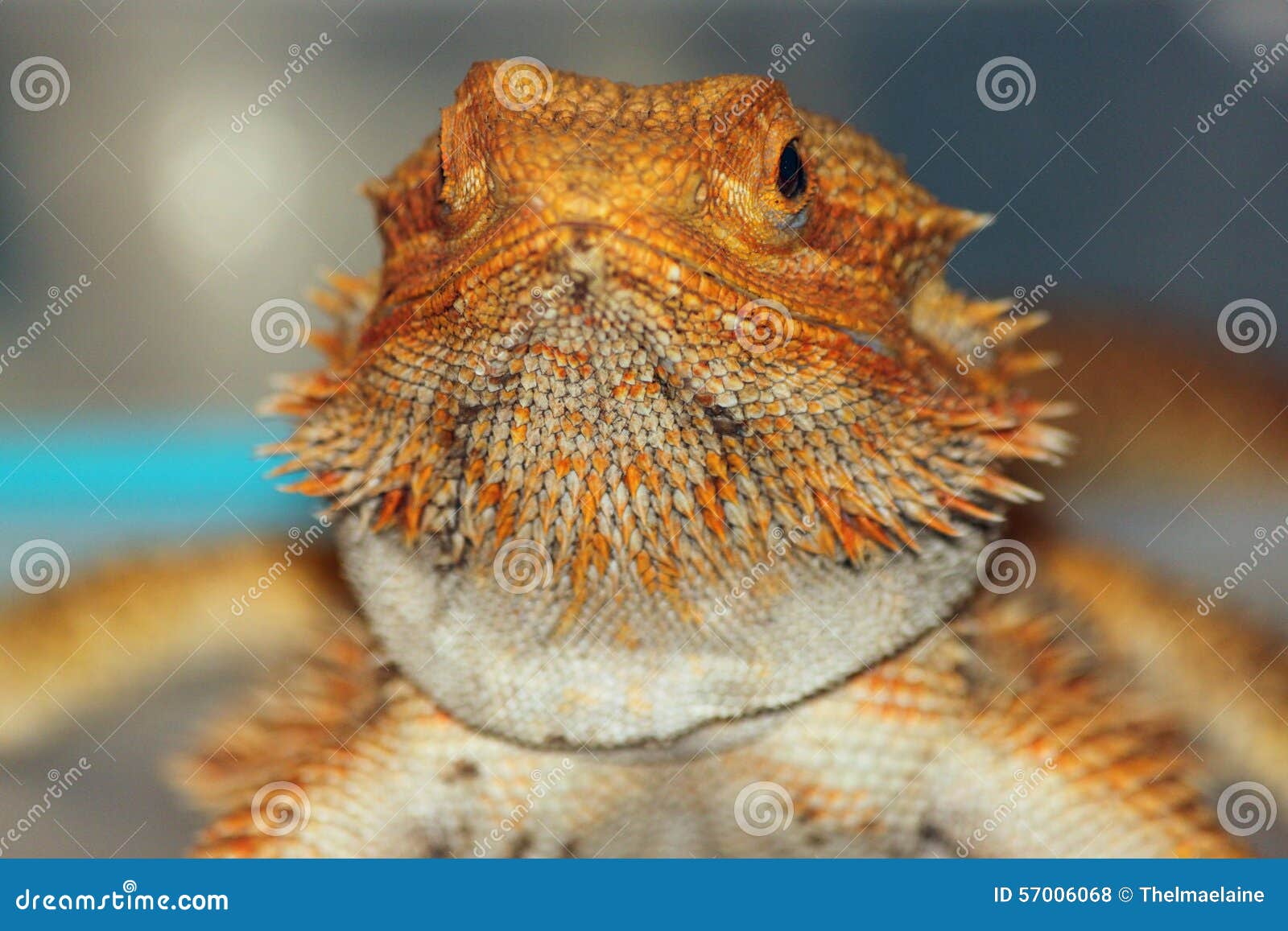 Golden Bearded Dragon Lizard Sunbathing Nature Royalty-Free Stock Photo ...