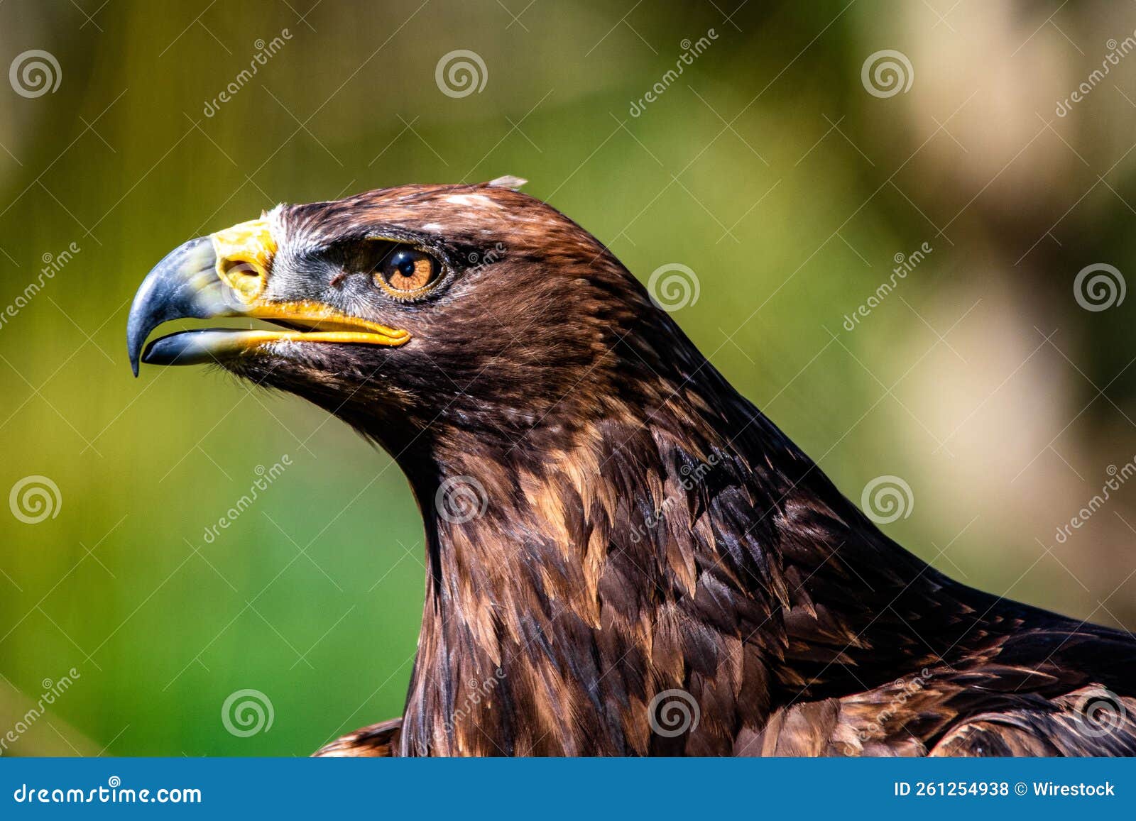 Closeup of Golden Eagle with Brown Eyes Looking Aside Stock Photo ...