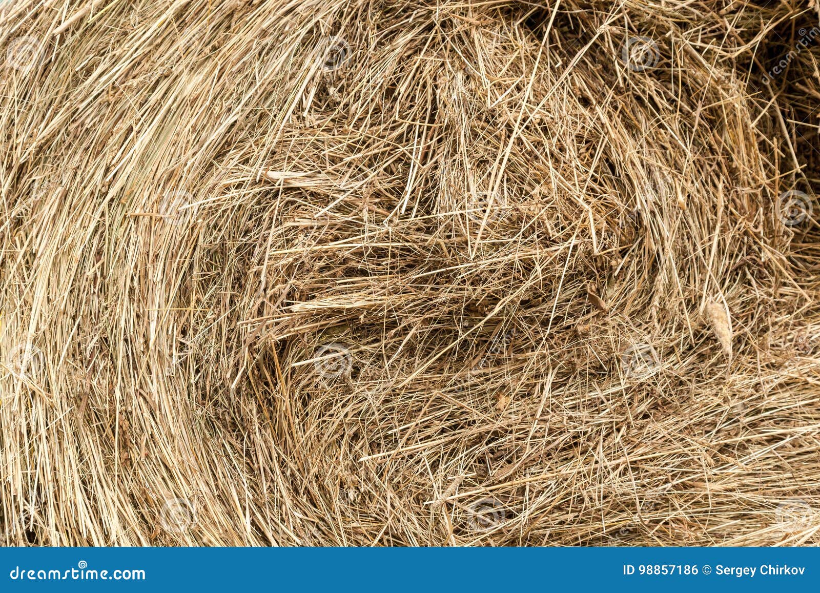Closeup of golden hay roll stock photo. Image of agricultural - 98857186