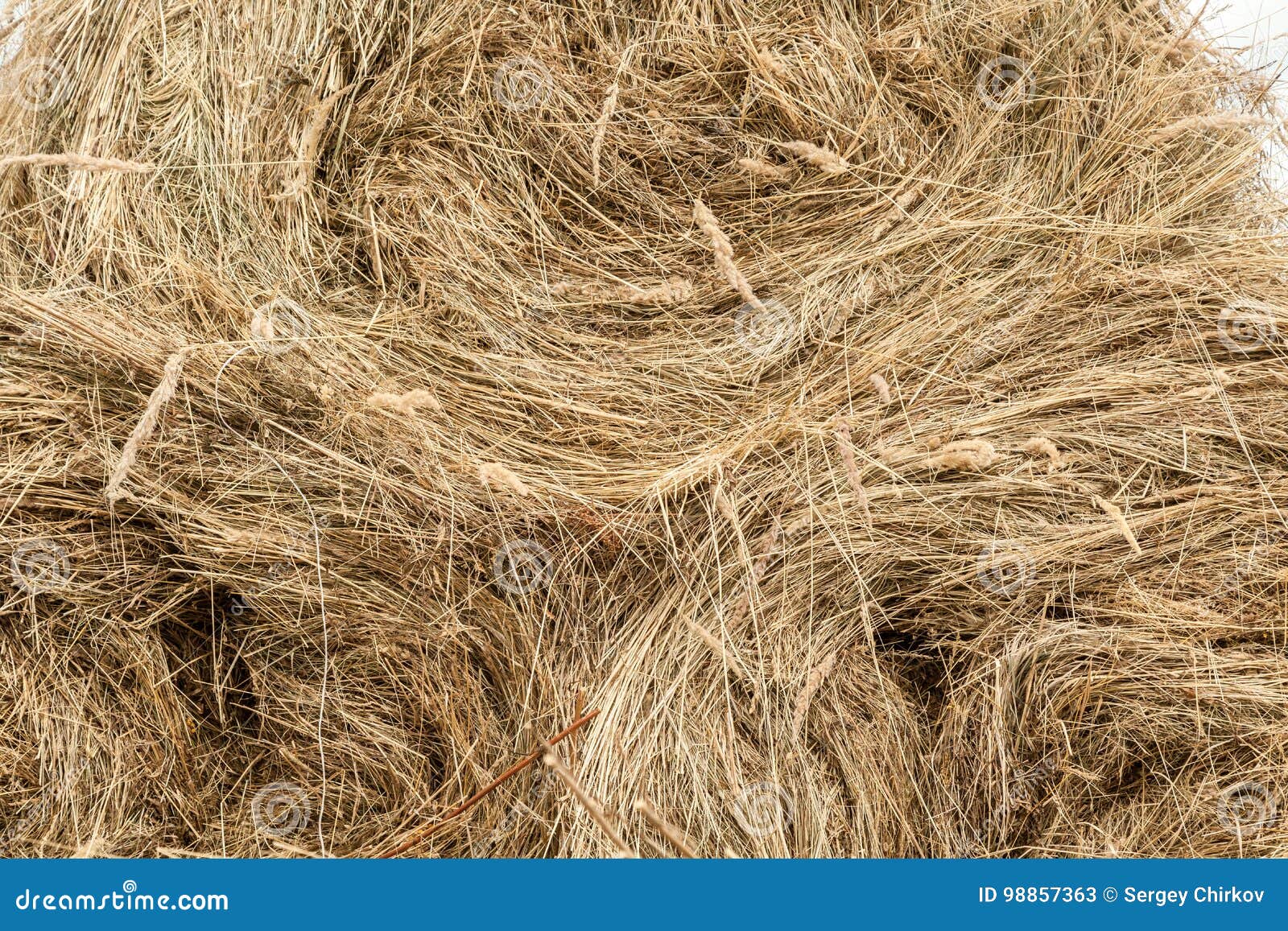 Closeup of golden hay roll stock image. Image of gold - 98857363