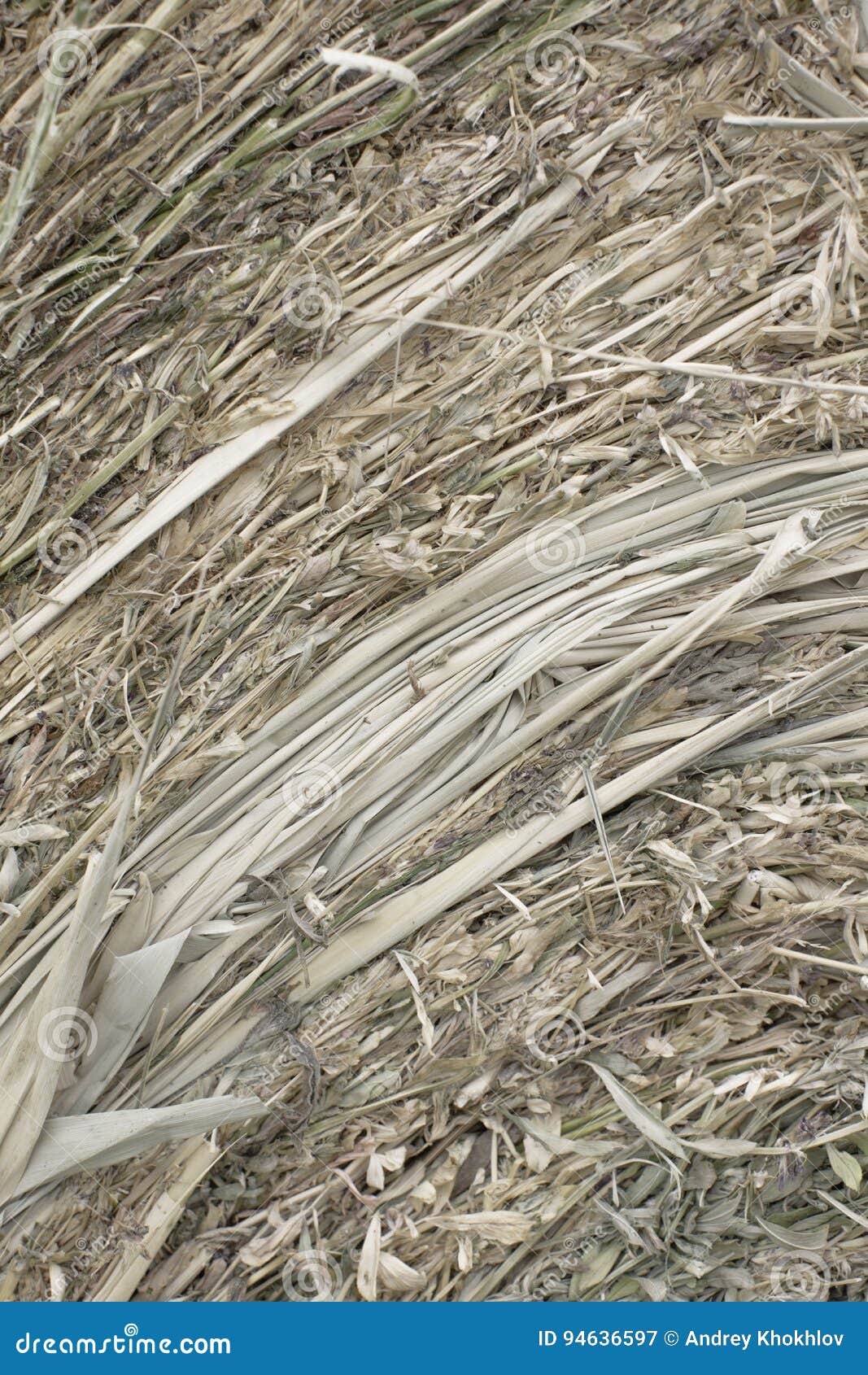 Closeup of Golden Hay Roll Circular Haystack Showing Straw Texture ...