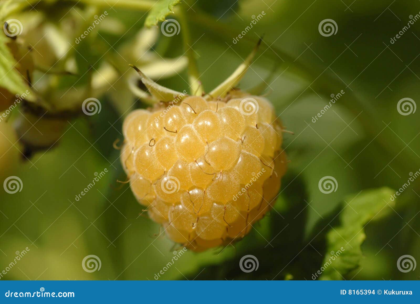 Closeup of Golden Raspberry Stock Photo - Image of macro, gourmet: 8165394
