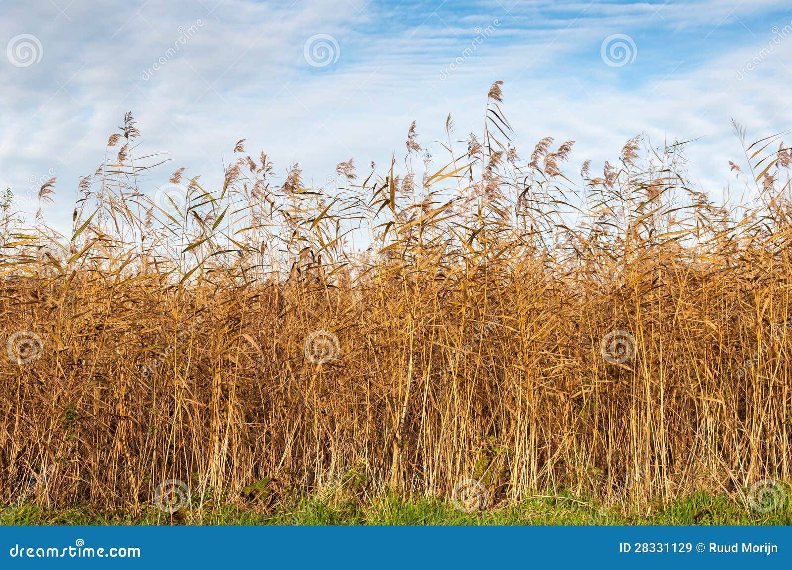 Closeup of Golden Reed in Autumn Stock Image - Image of nature, light ...