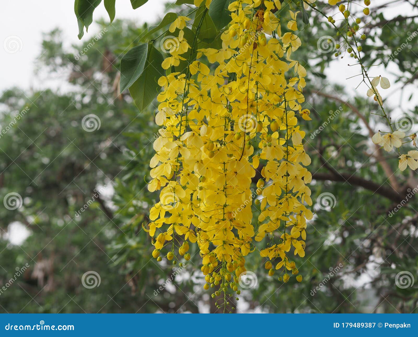 Golden Shower Tree Yellow Color Flowers Cassia Fistula Ratchaphruek
