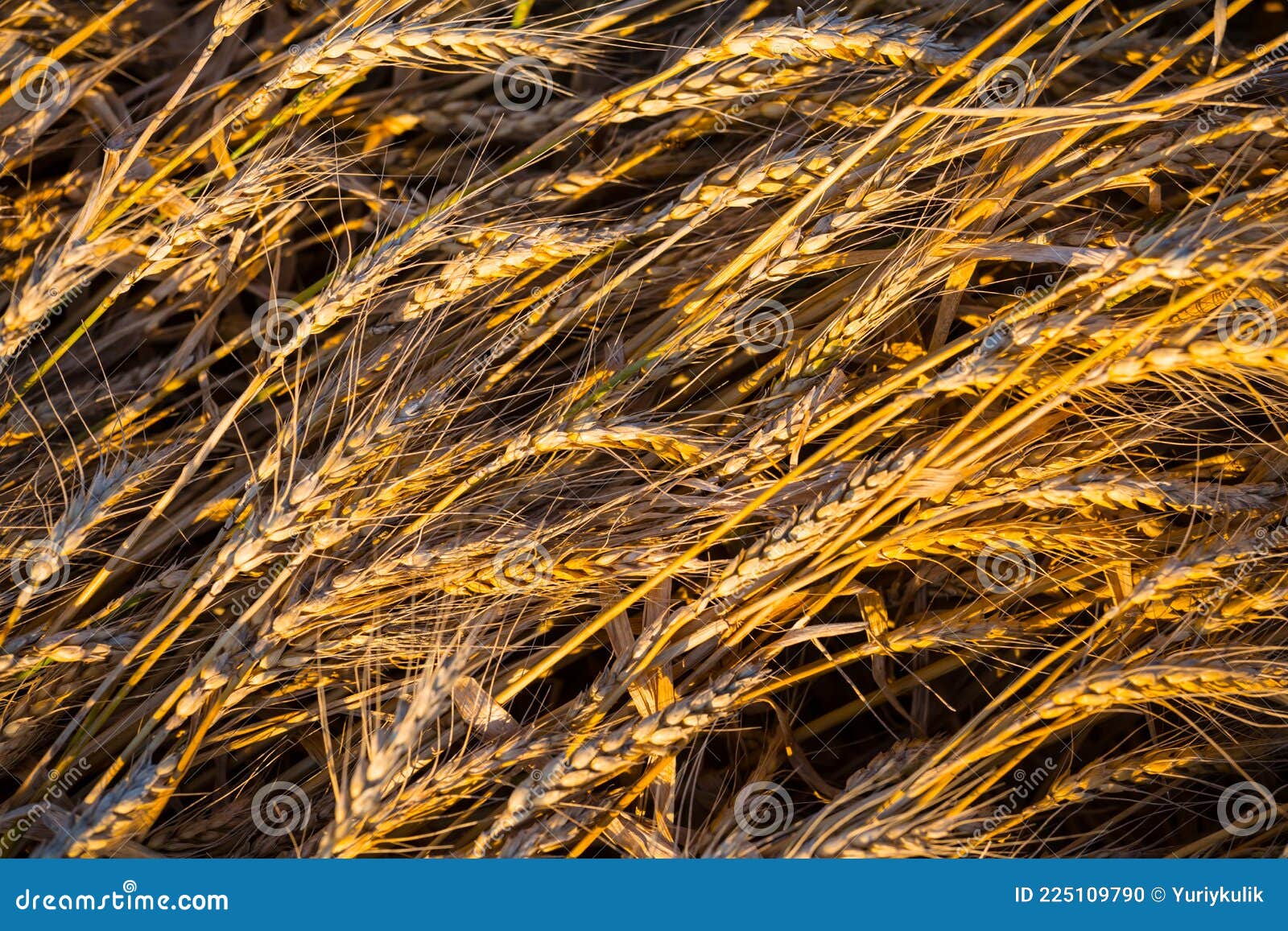 Whear Ears Stock Photos - Free & Royalty-Free Stock Photos from Dreamstime