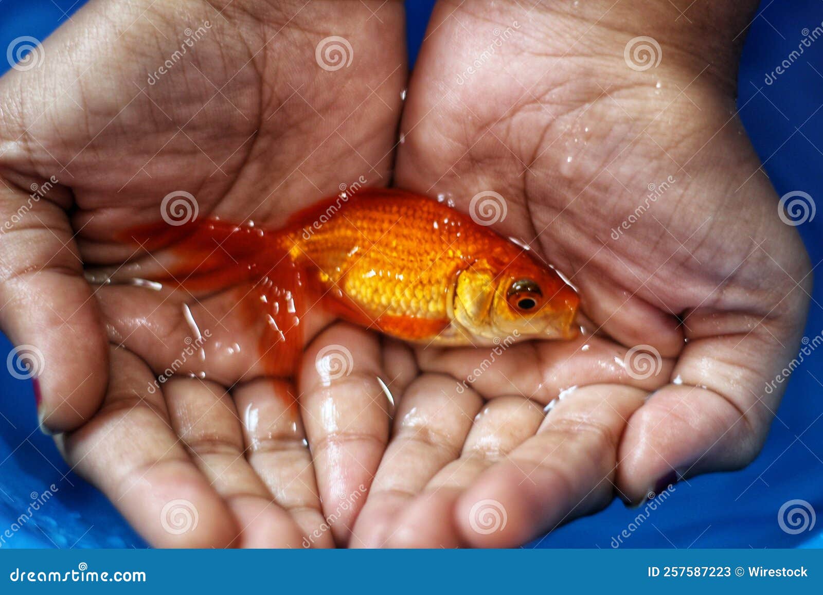 Closeup of a Goldfish in Hands of a Woman Stock Image - Image of ...